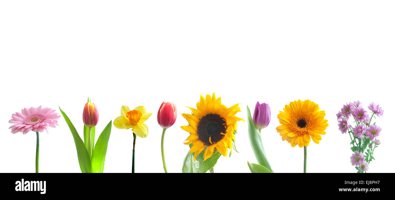 Spring flower border Stock Photo - Alamy