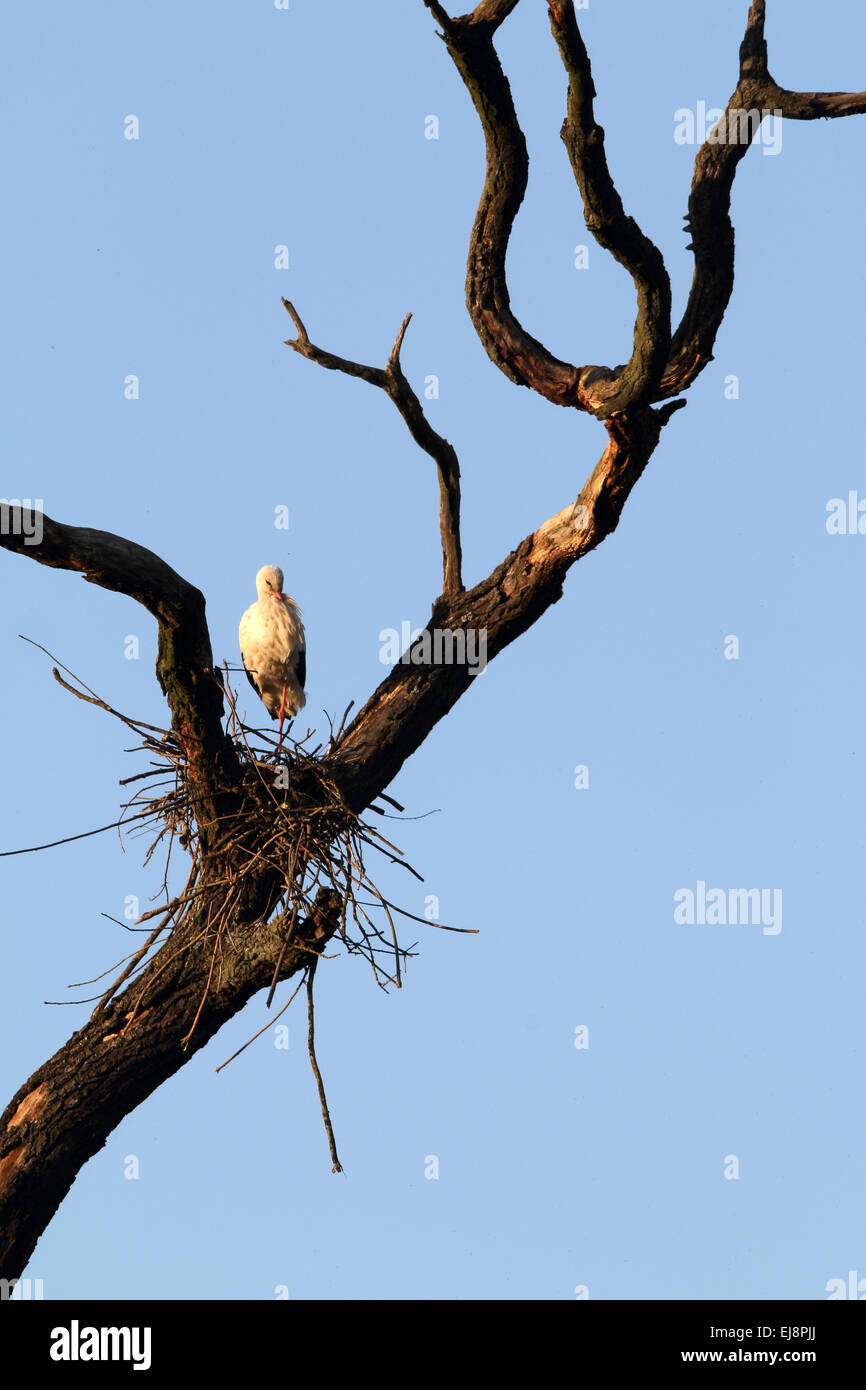 Stork colony hi-res stock photography and images - Alamy