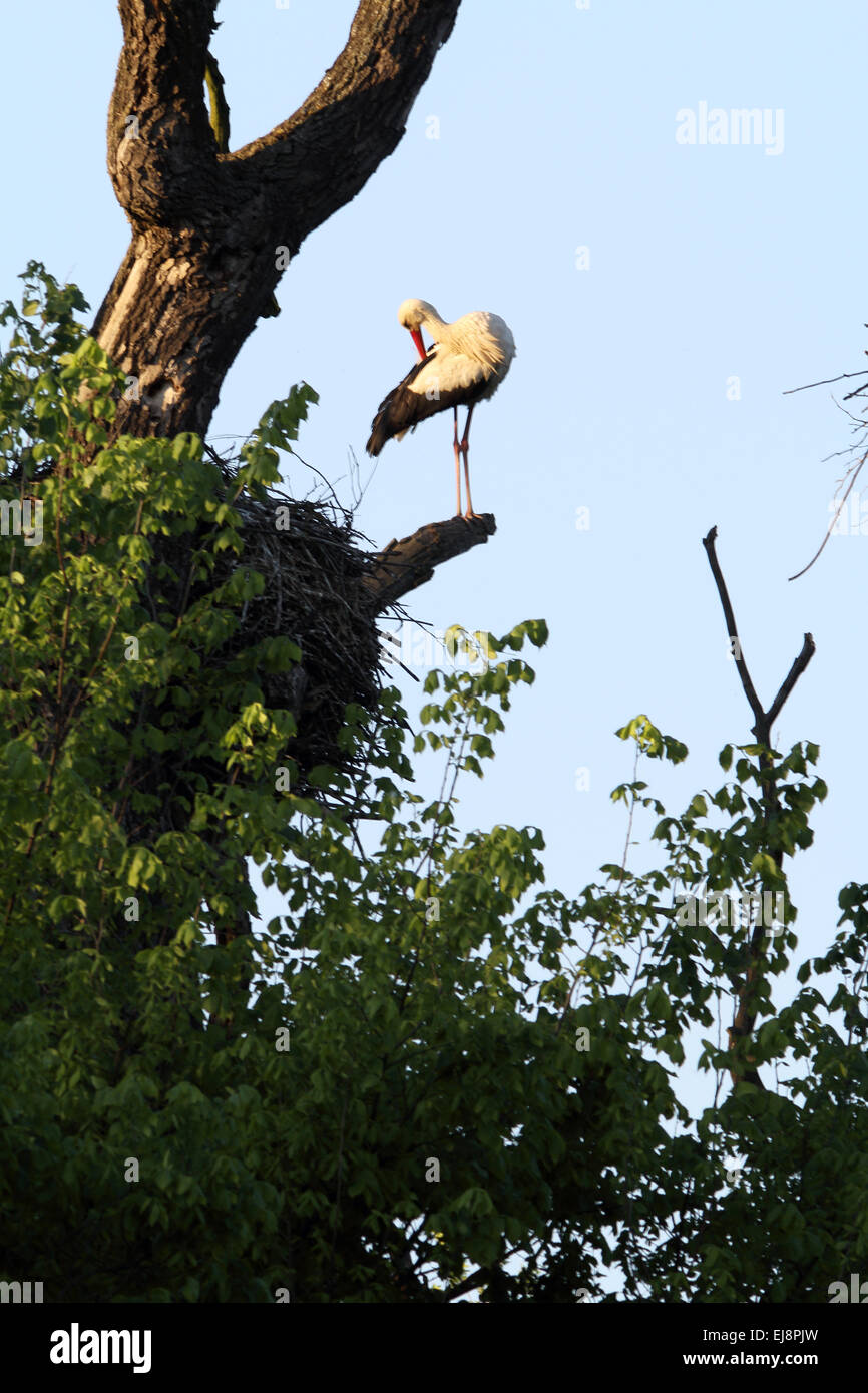 Vogel biologie hi-res stock photography and images - Alamy