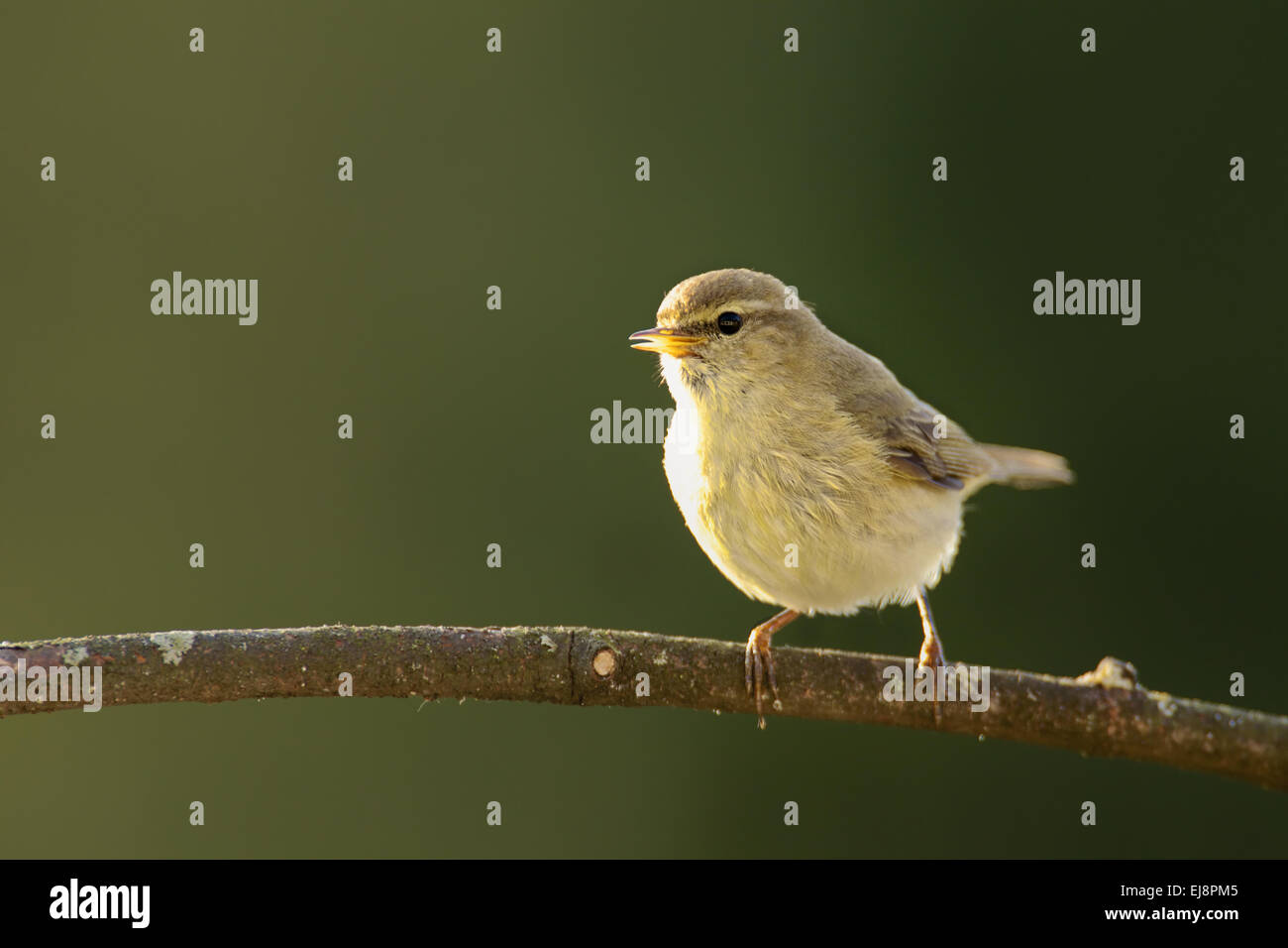 Chiffchaff hi-res stock photography and images - Alamy