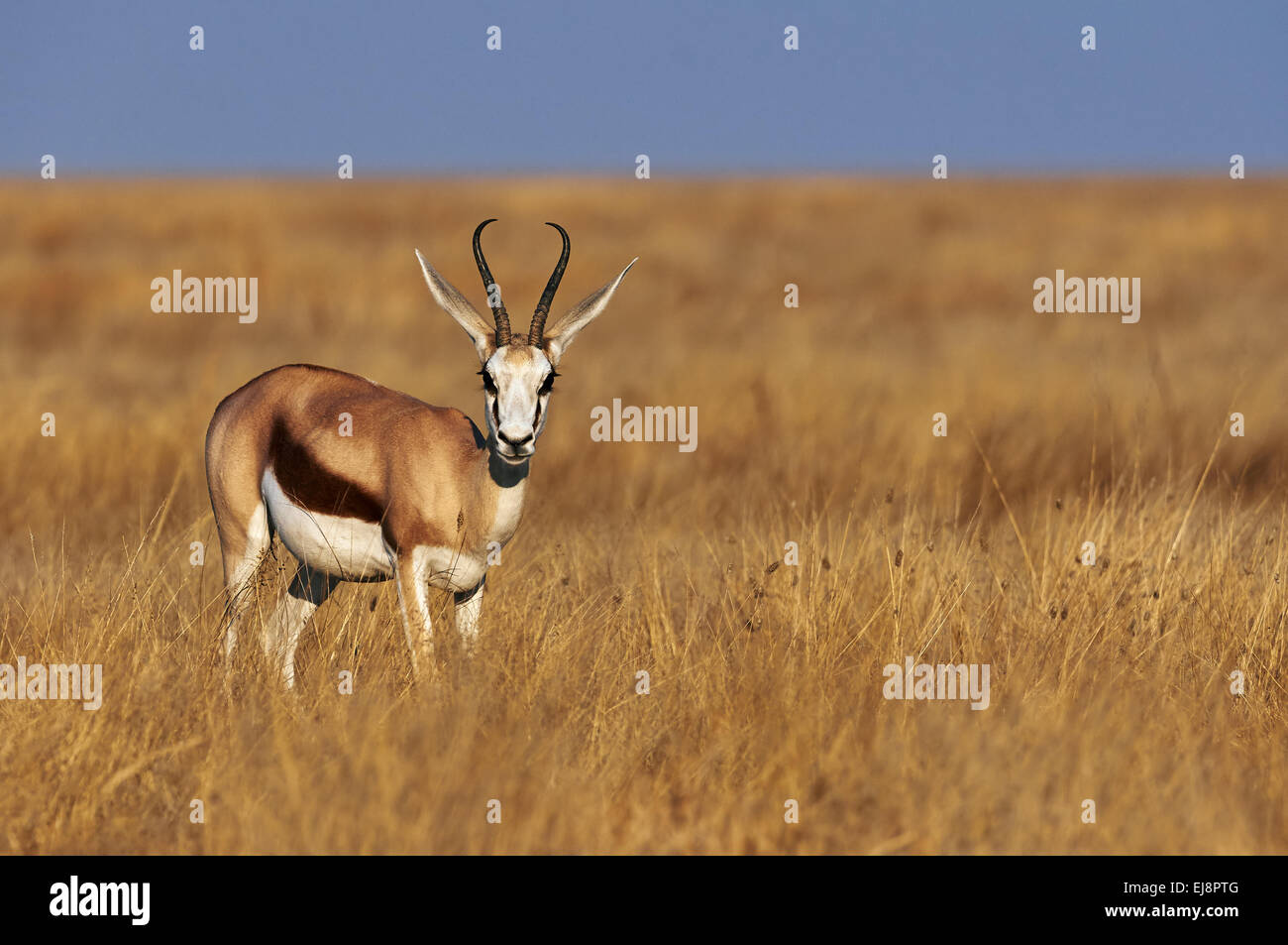A male springbok in savannah of Namibia etosha Stock Photo - Alamy