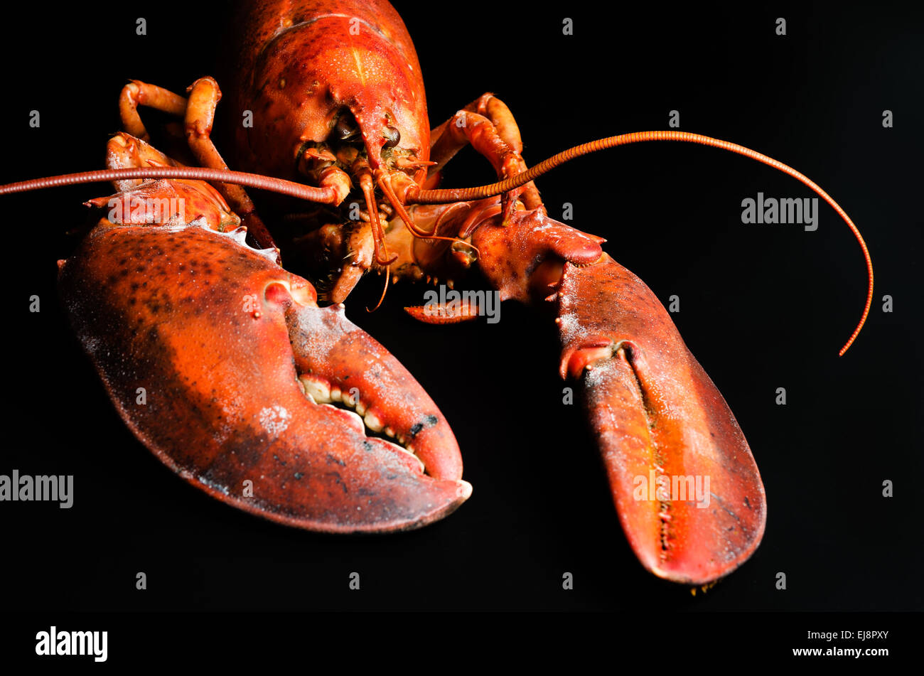 Common lobster hi-res stock photography and images - Alamy