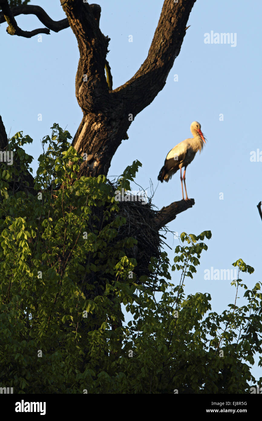 Marchegg nature reserve hi-res stock photography and images - Alamy