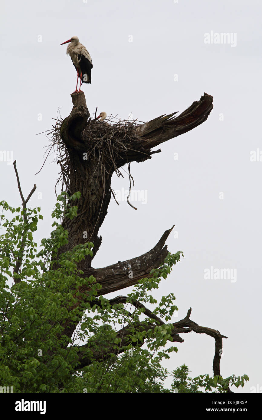 Storc hi-res stock photography and images - Alamy