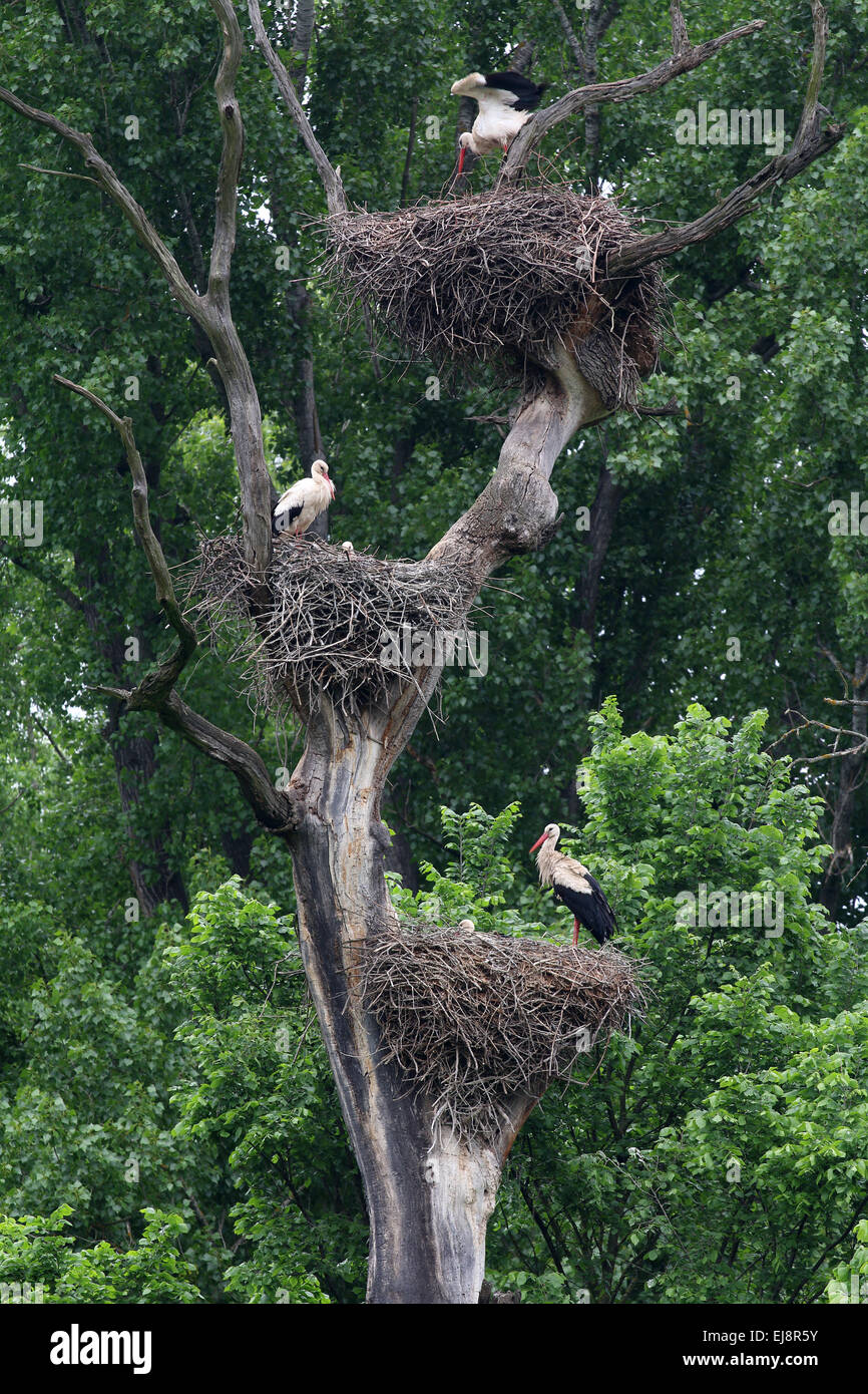 Naturschutzgebiet marchauen hi-res stock photography and images - Alamy
