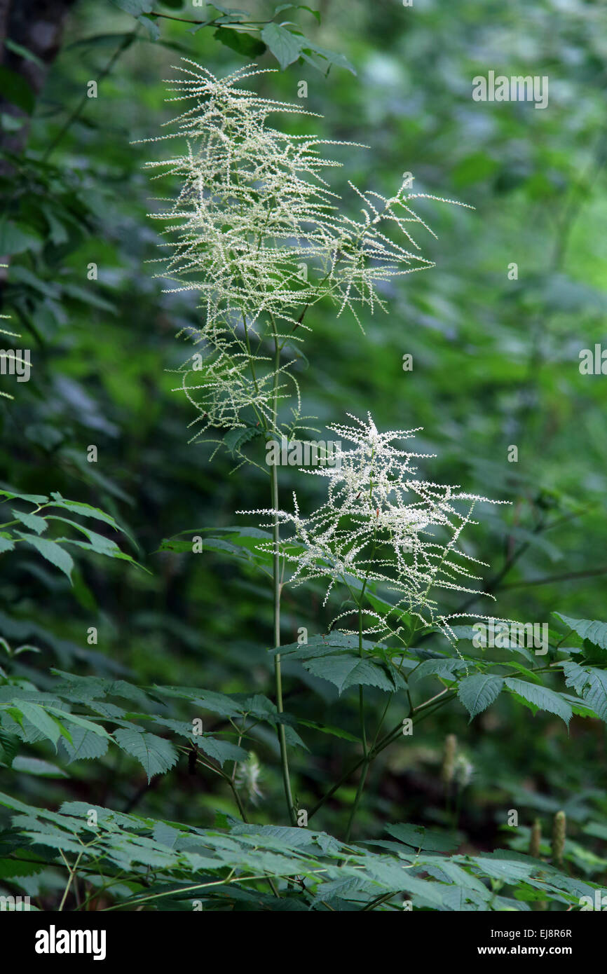 Goat's beard, Aruncus dioicus Stock Photo - Alamy