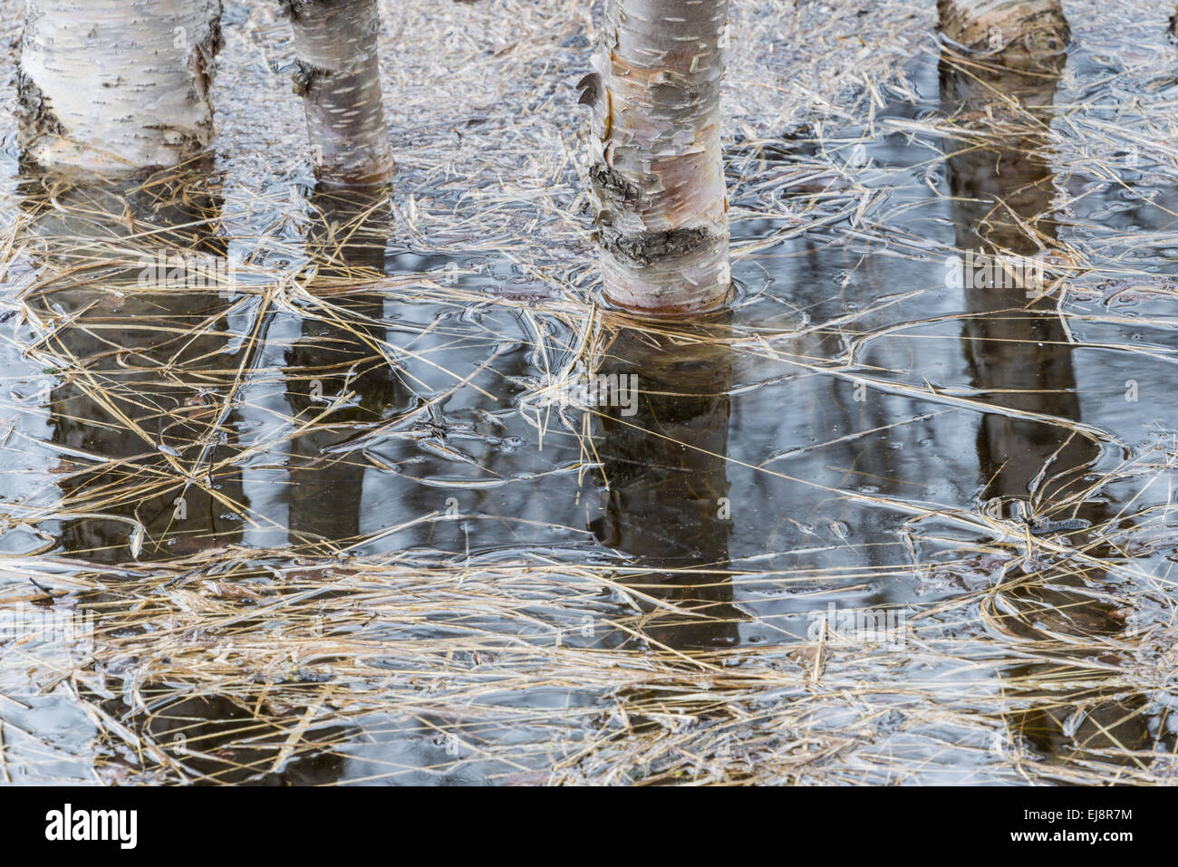 Trunks water hi-res stock photography and images - Alamy