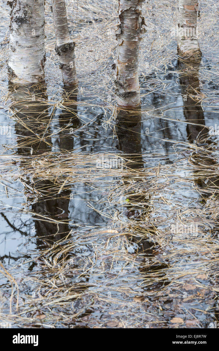 Tree trunks reflected in water hi-res stock photography and images - Alamy