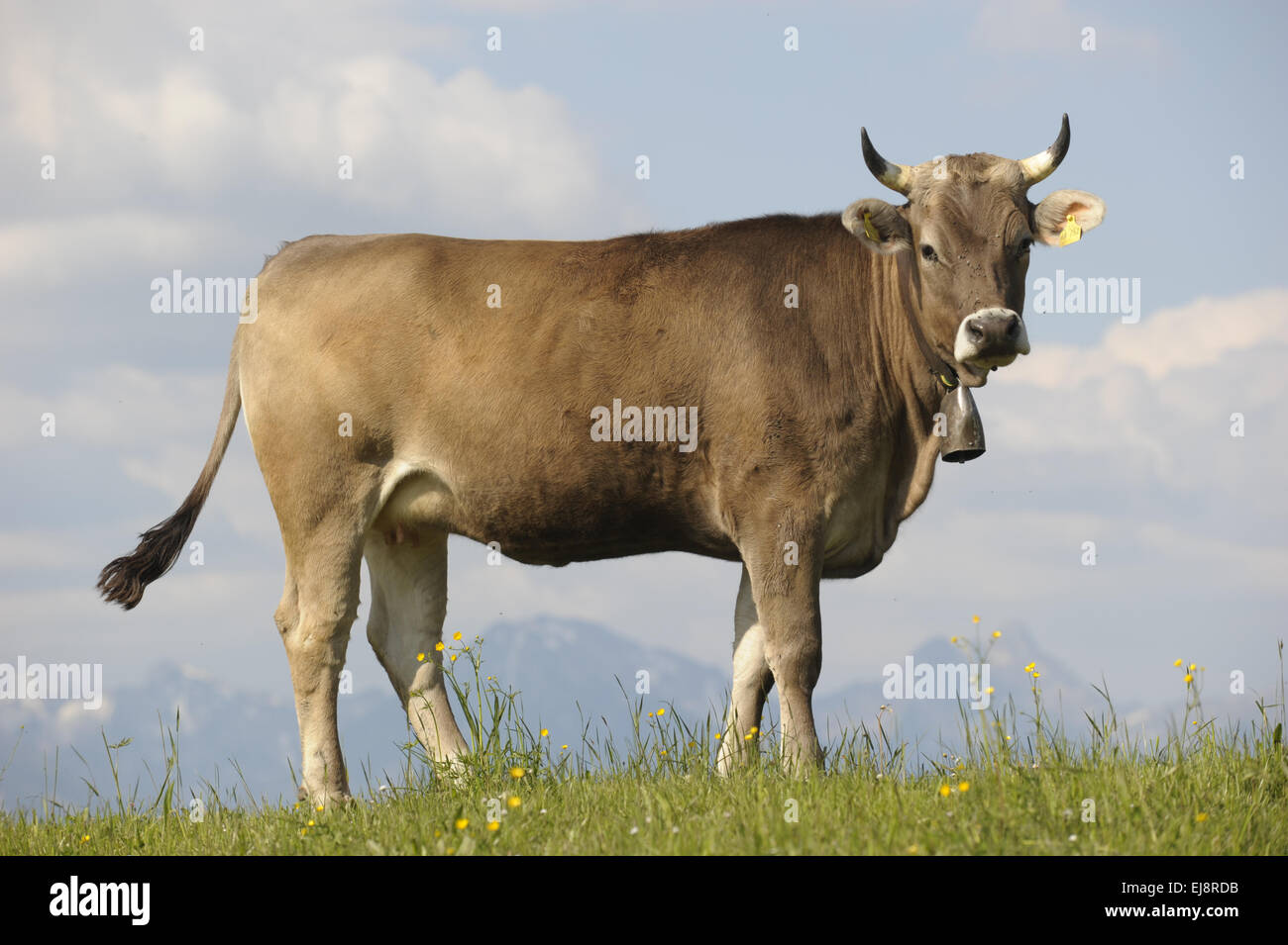 Single cow hi-res stock photography and images - Alamy