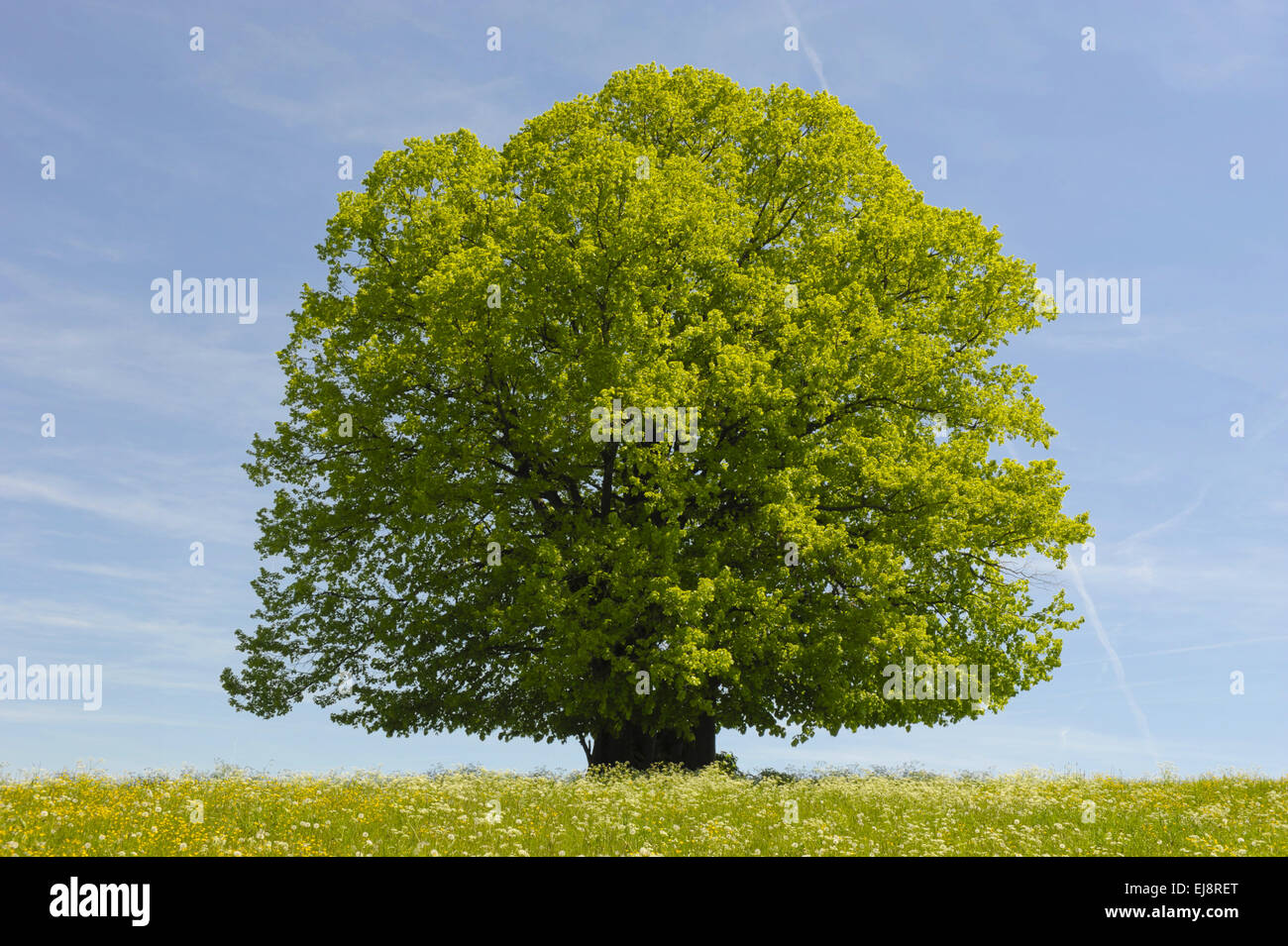 Beech tree in spring hi-res stock photography and images - Alamy