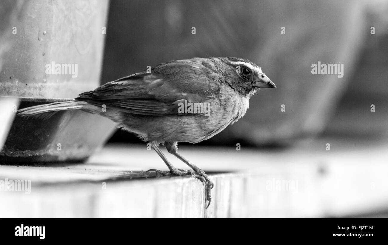 Little bird on a ledge Stock Photo - Alamy