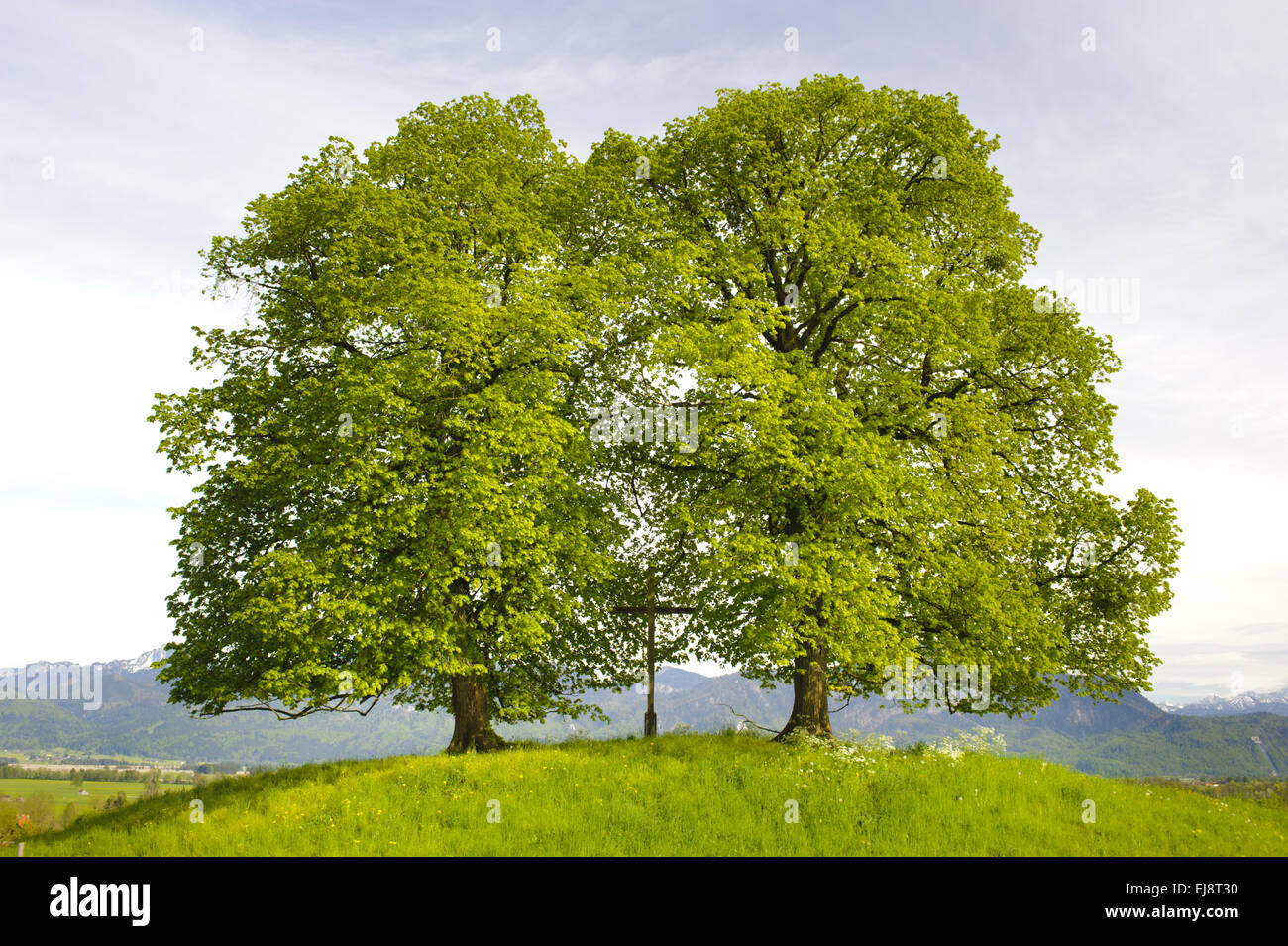 linden tree at spring in Bavaria Stock Photo - Alamy