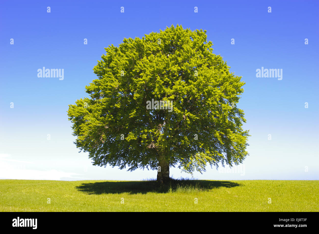 single big beech tree in summer Stock Photo - Alamy