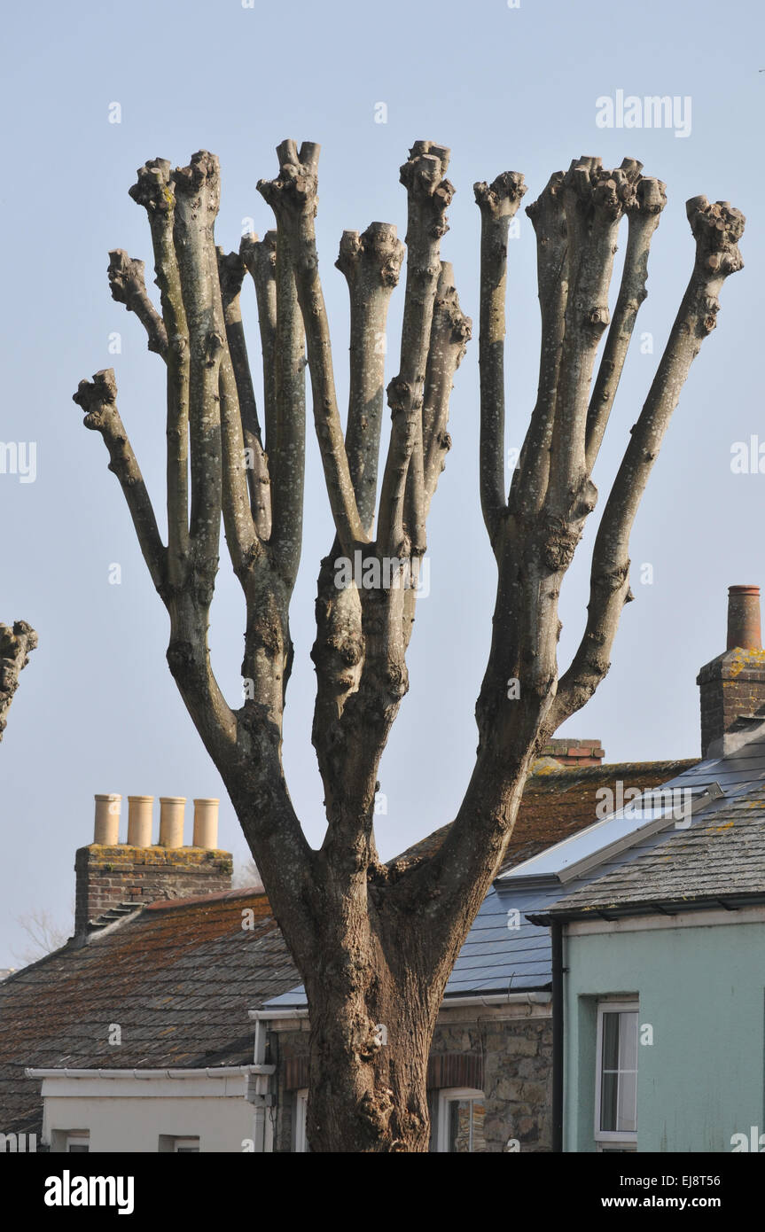 Pollarded trees in Falmouth, Cornwall Stock Photo - Alamy