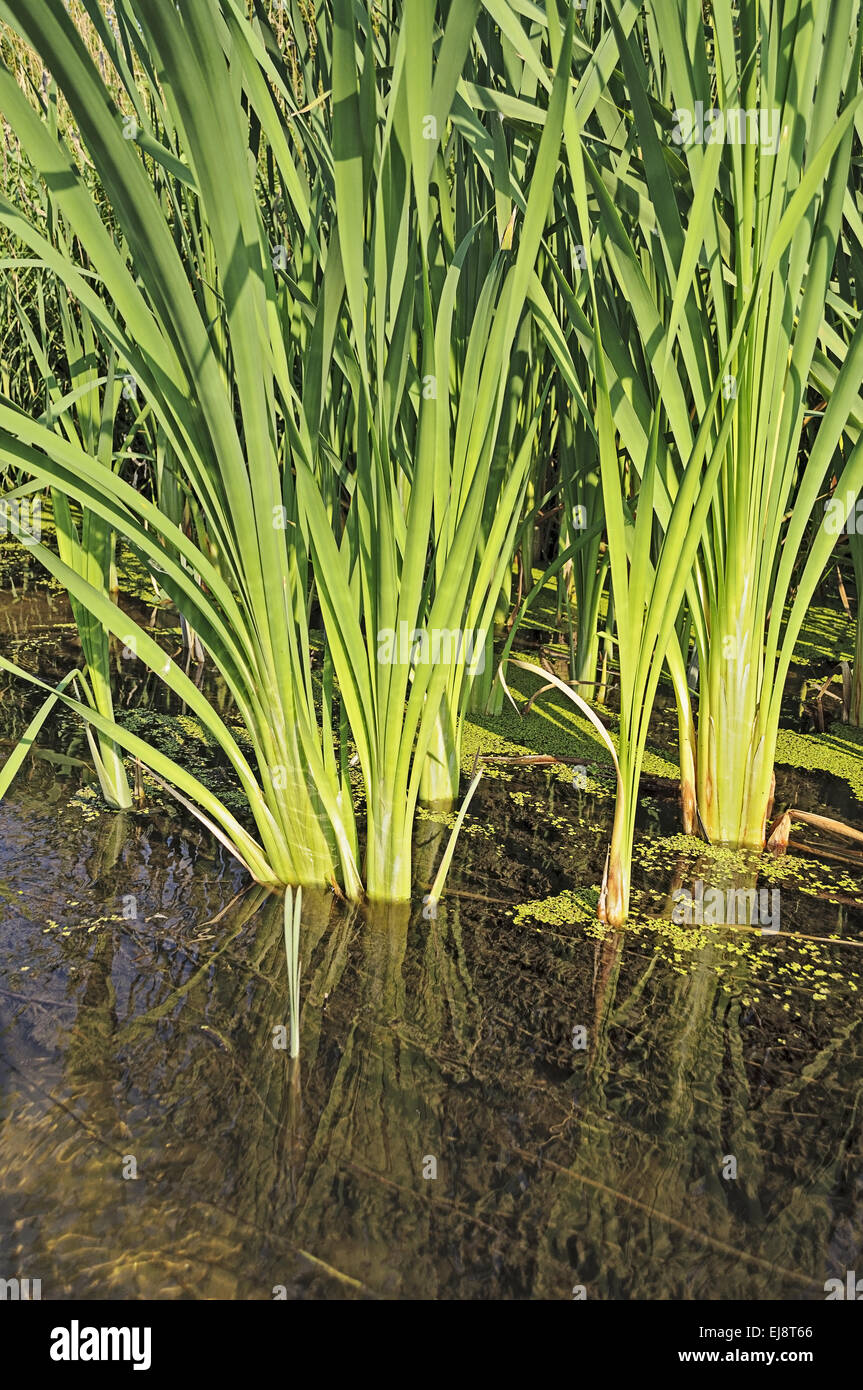 Cattail stalks in clear water Stock Photo - Alamy