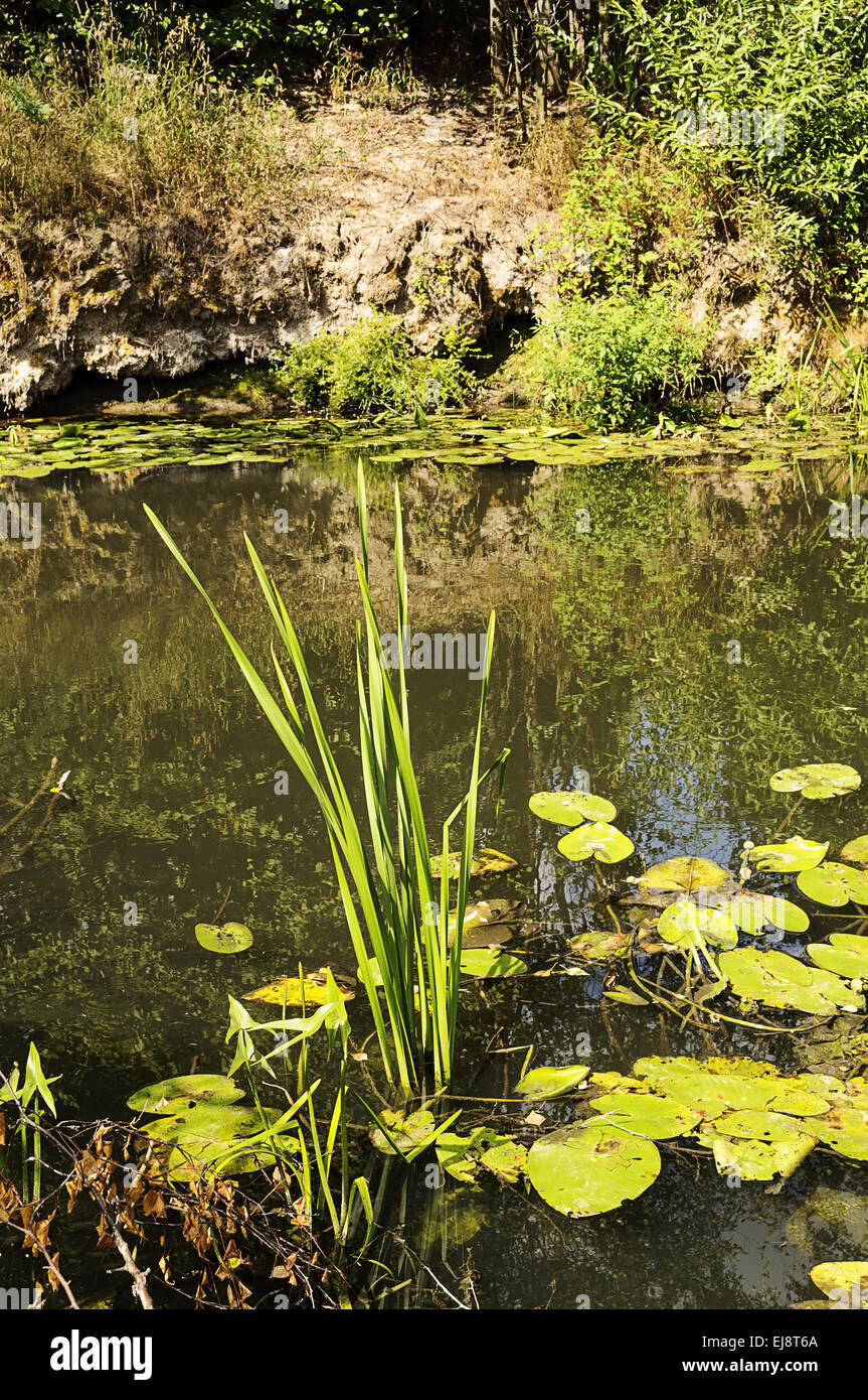 Cattail botanical hi-res stock photography and images - Alamy