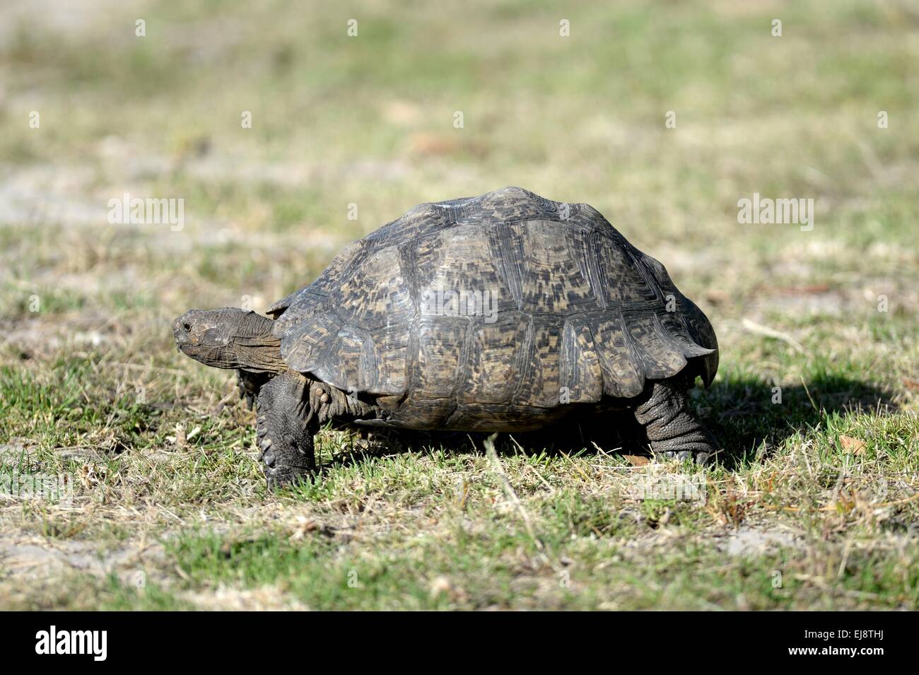Mountain tortoise hi-res stock photography and images - Alamy