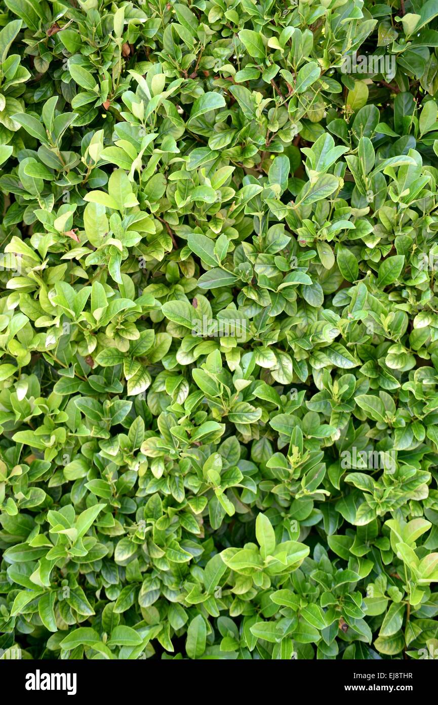 Bay hedge hi-res stock photography and images - Alamy