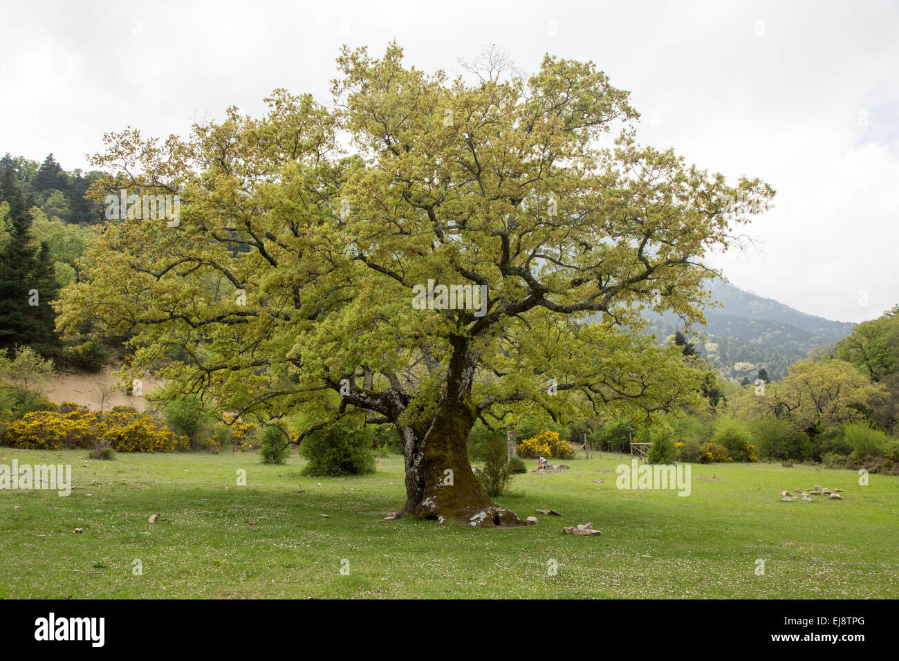 Portuguese Oak Stock Photos & Portuguese Oak Stock Images - Alamy