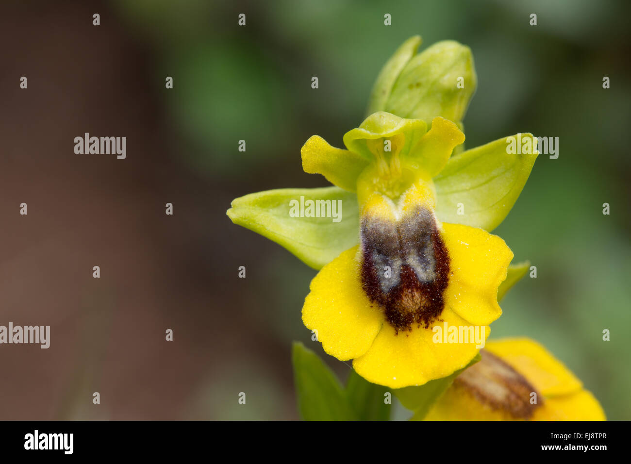 Yellow bee orchid ophrys lutea hi-res stock photography and images - Alamy