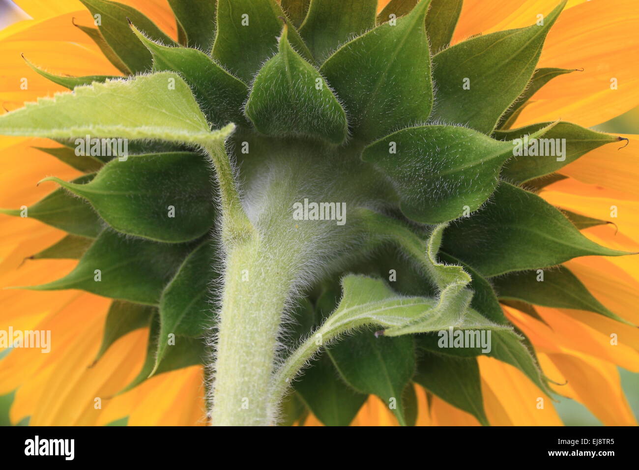 Backside of sunflower hi-res stock photography and images - Alamy