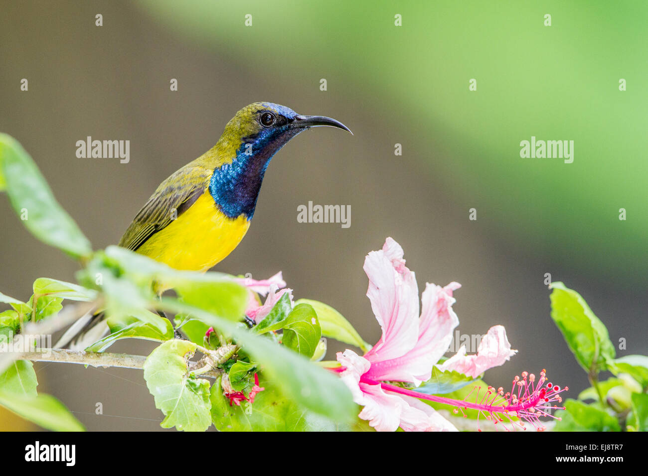 Olive backed sunbird hi-res stock photography and images - Alamy