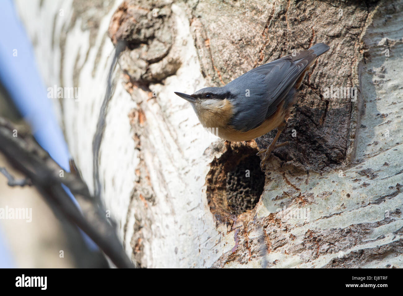Wood nuthatch hi-res stock photography and images - Alamy