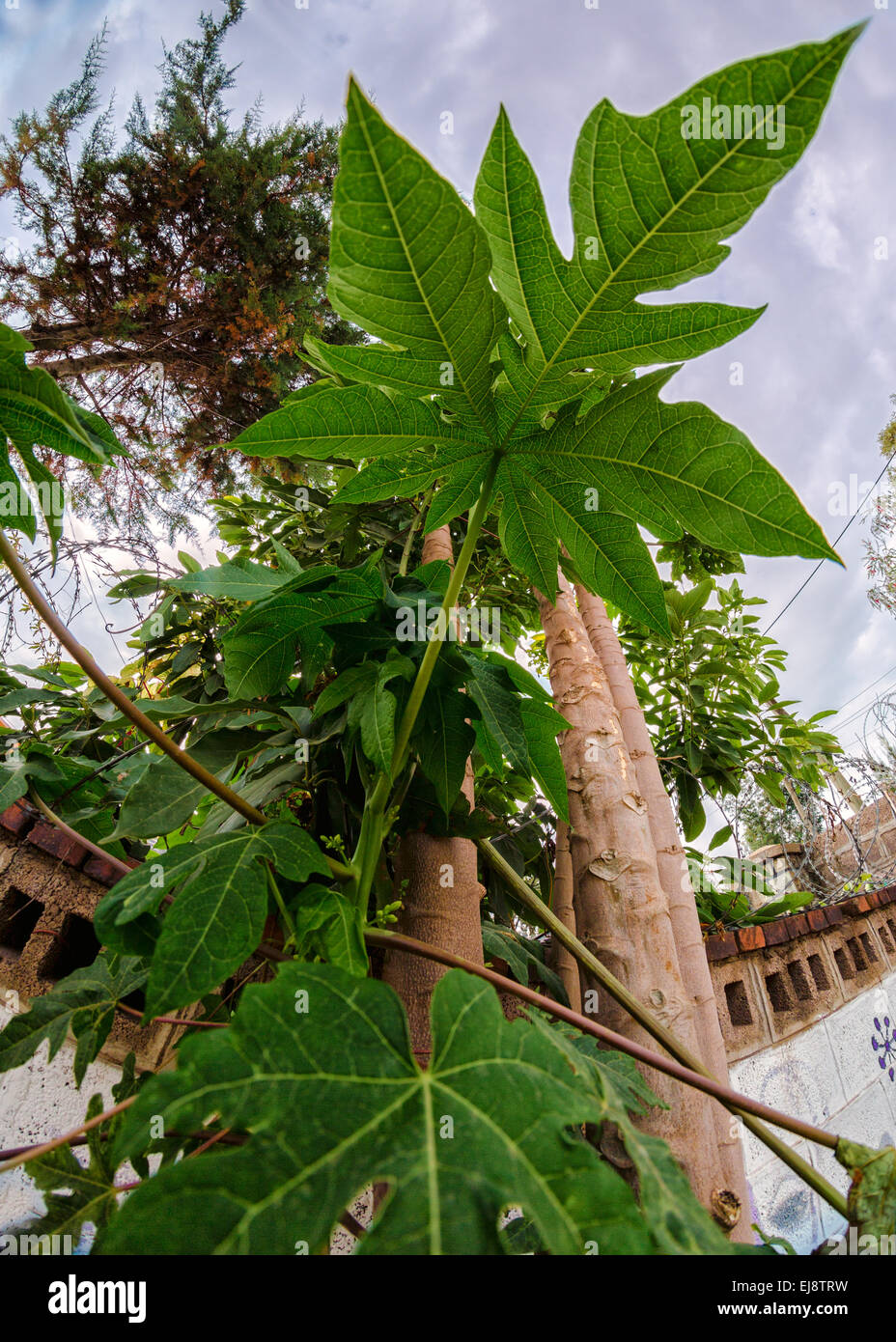 Giant plant leaves hi-res stock photography and images - Alamy