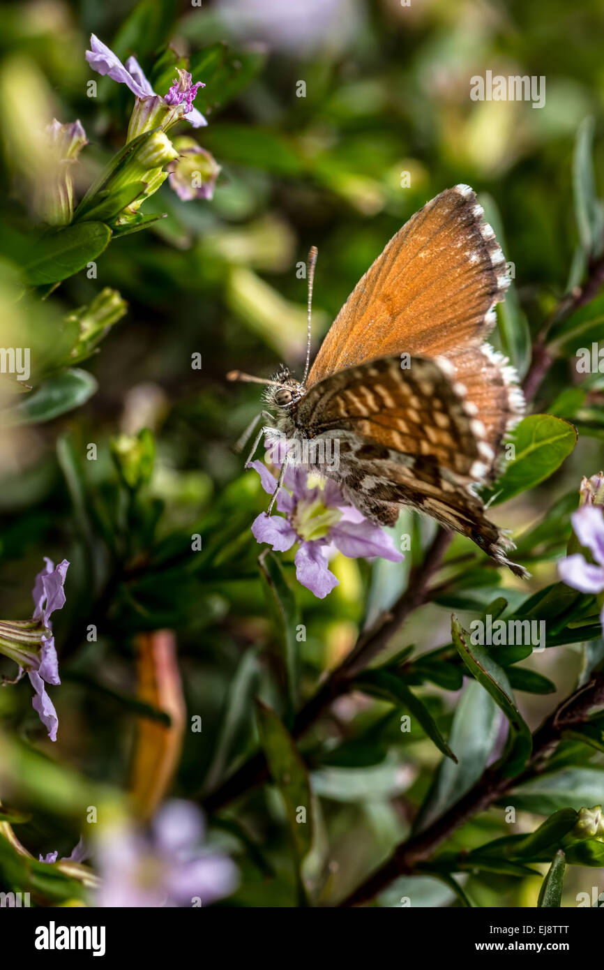 Little insects hi-res stock photography and images - Alamy