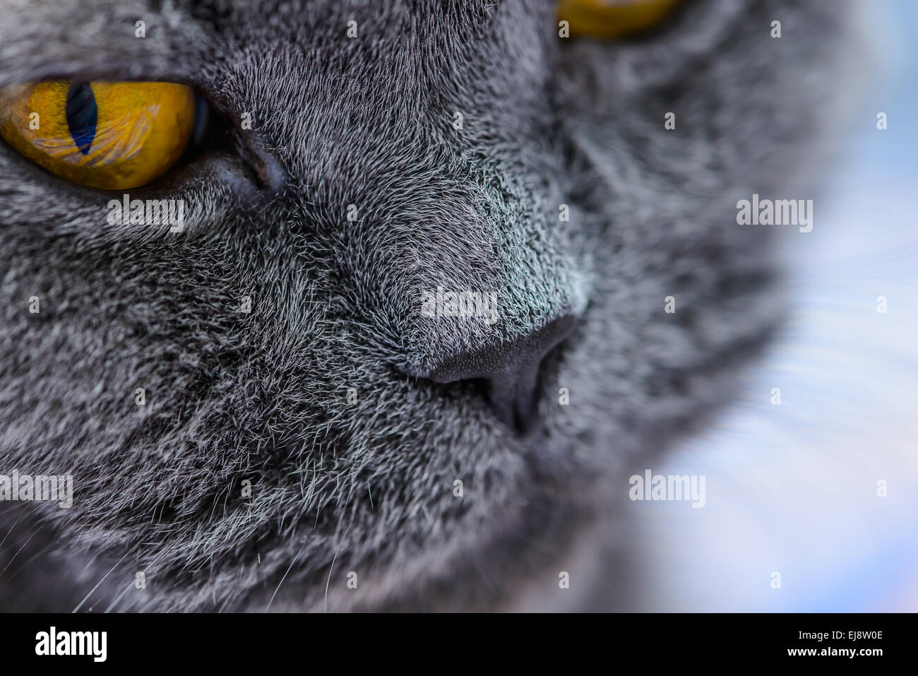 The British cat Stock Photo - Alamy