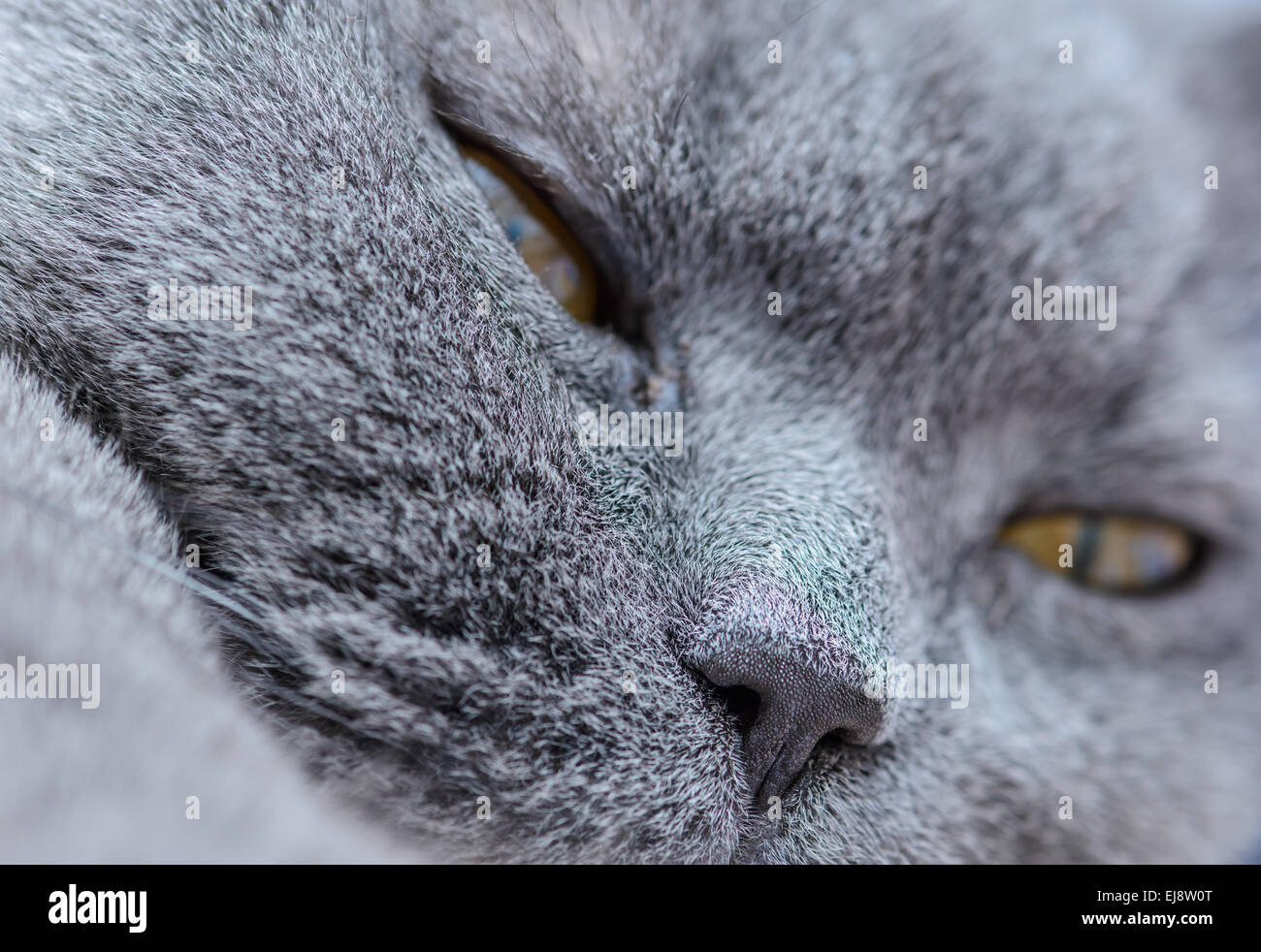 The British cat Stock Photo - Alamy