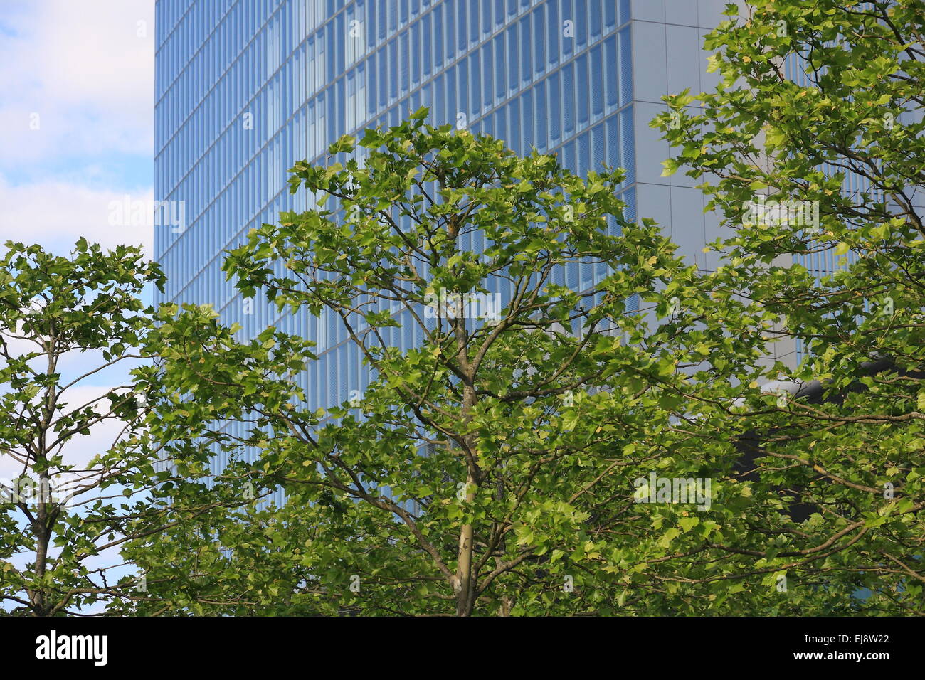 Trees in front of the office building Stock Photo - Alamy