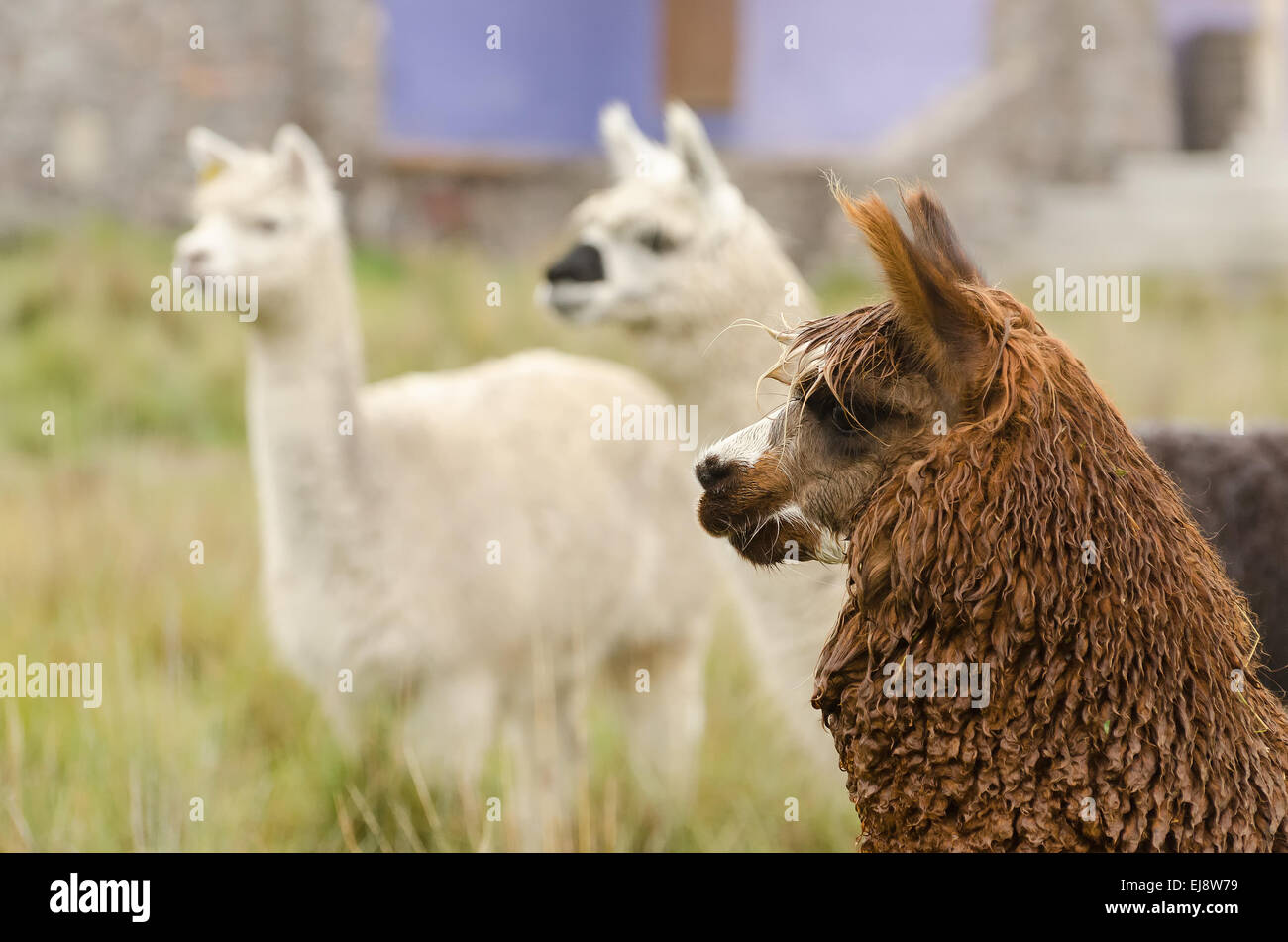Lama spitting hi-res stock photography and images - Alamy