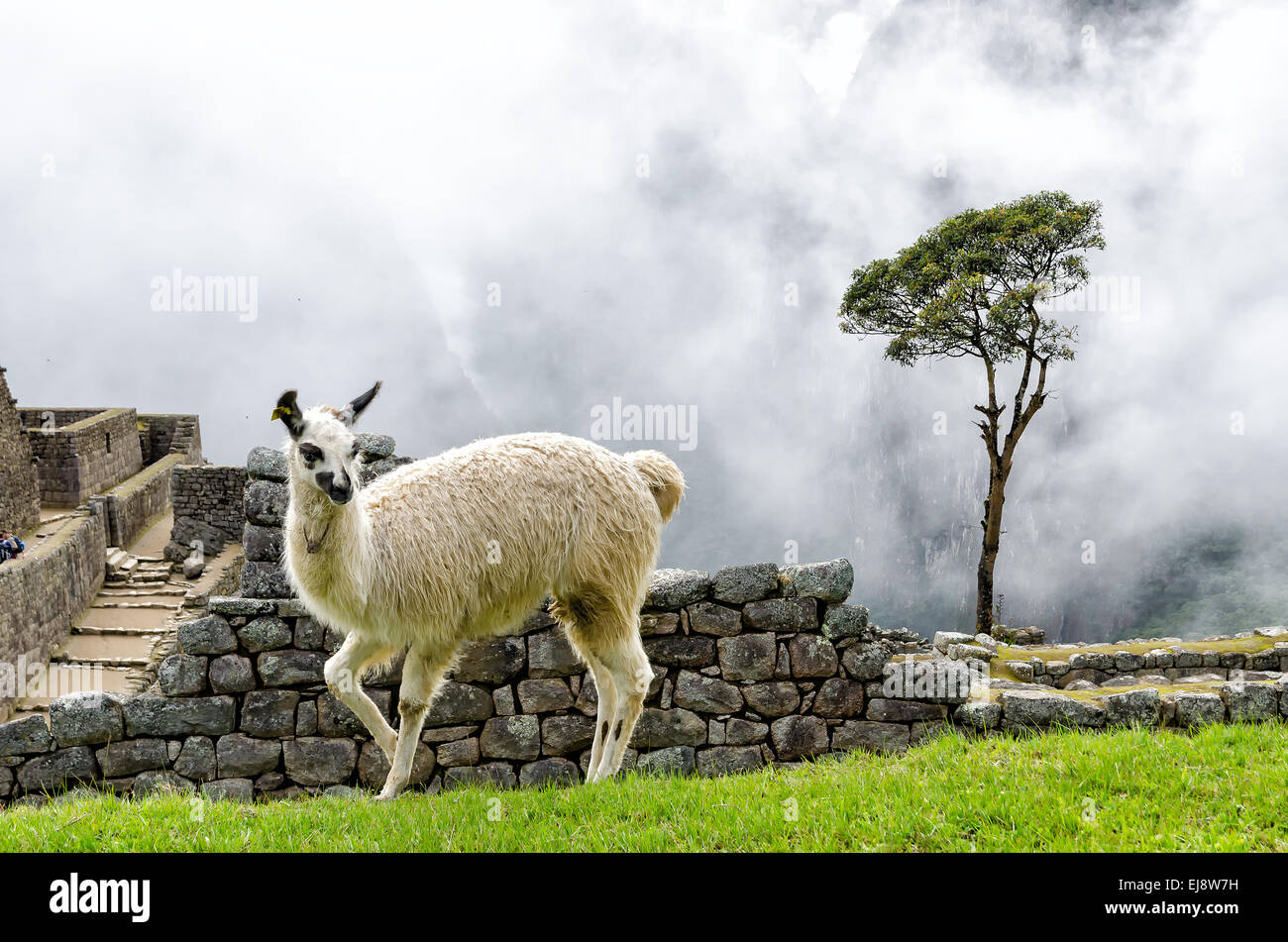 Llama in Machu Picchu Stock Photo - Alamy