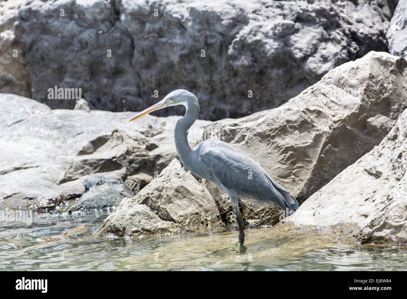 Western reef heron Stock Photo - Alamy