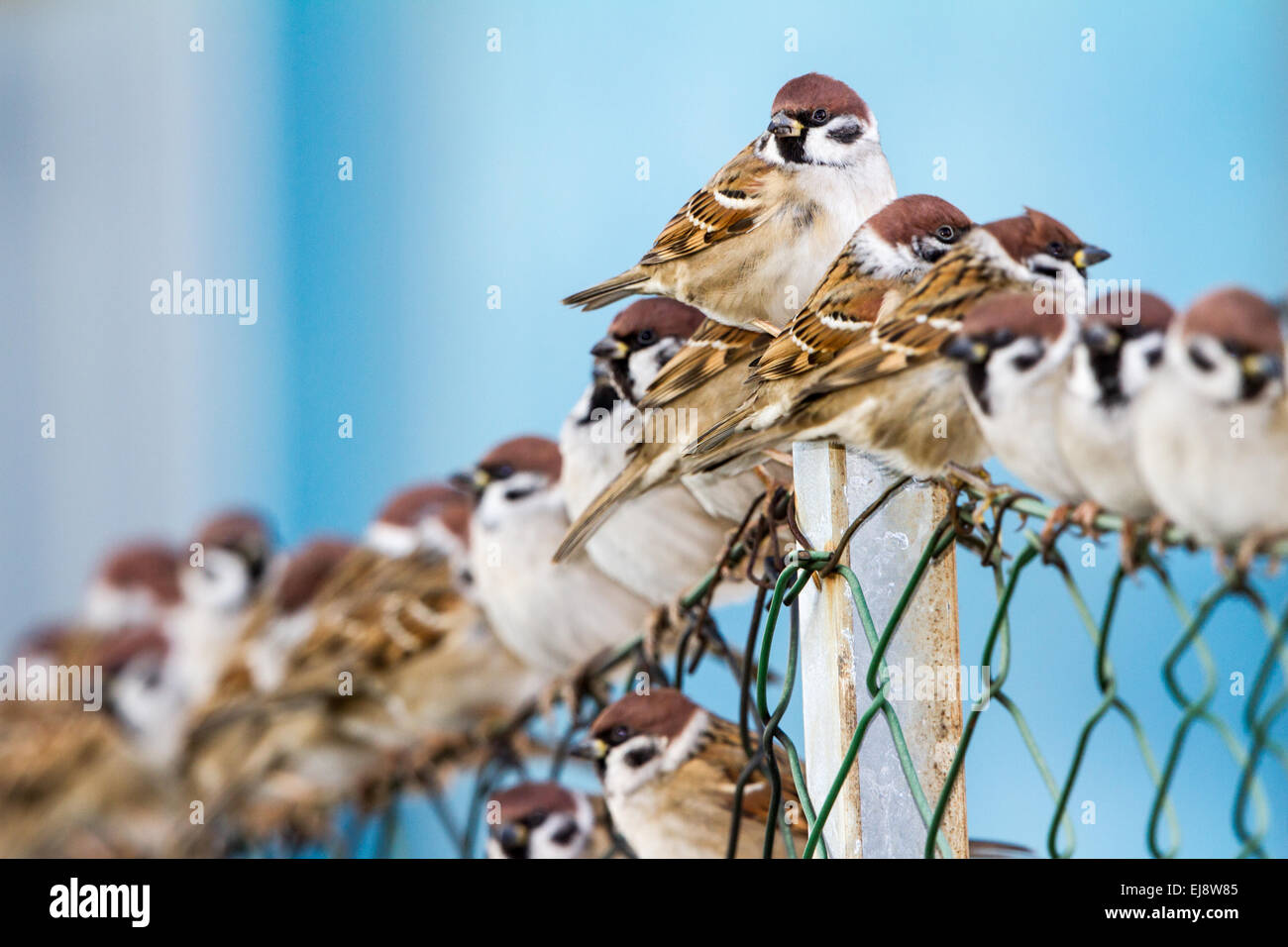 Tree sparrow - chain Stock Photo - Alamy