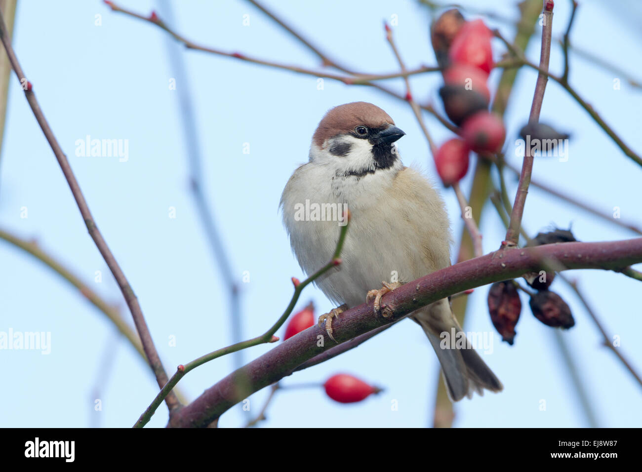 Sparrow austria hi-res stock photography and images - Alamy