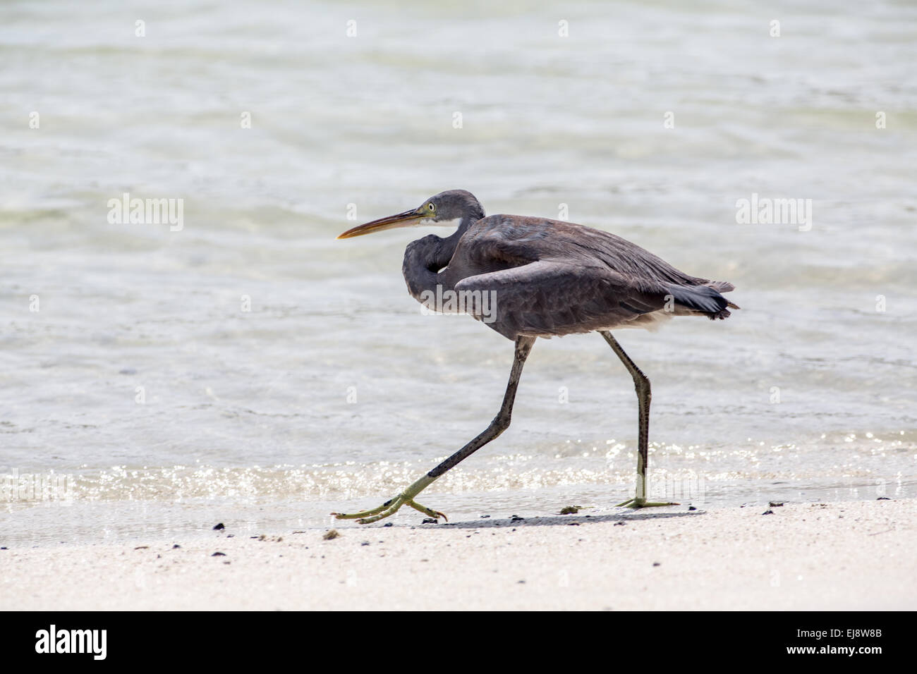 Western reef heron Stock Photo - Alamy