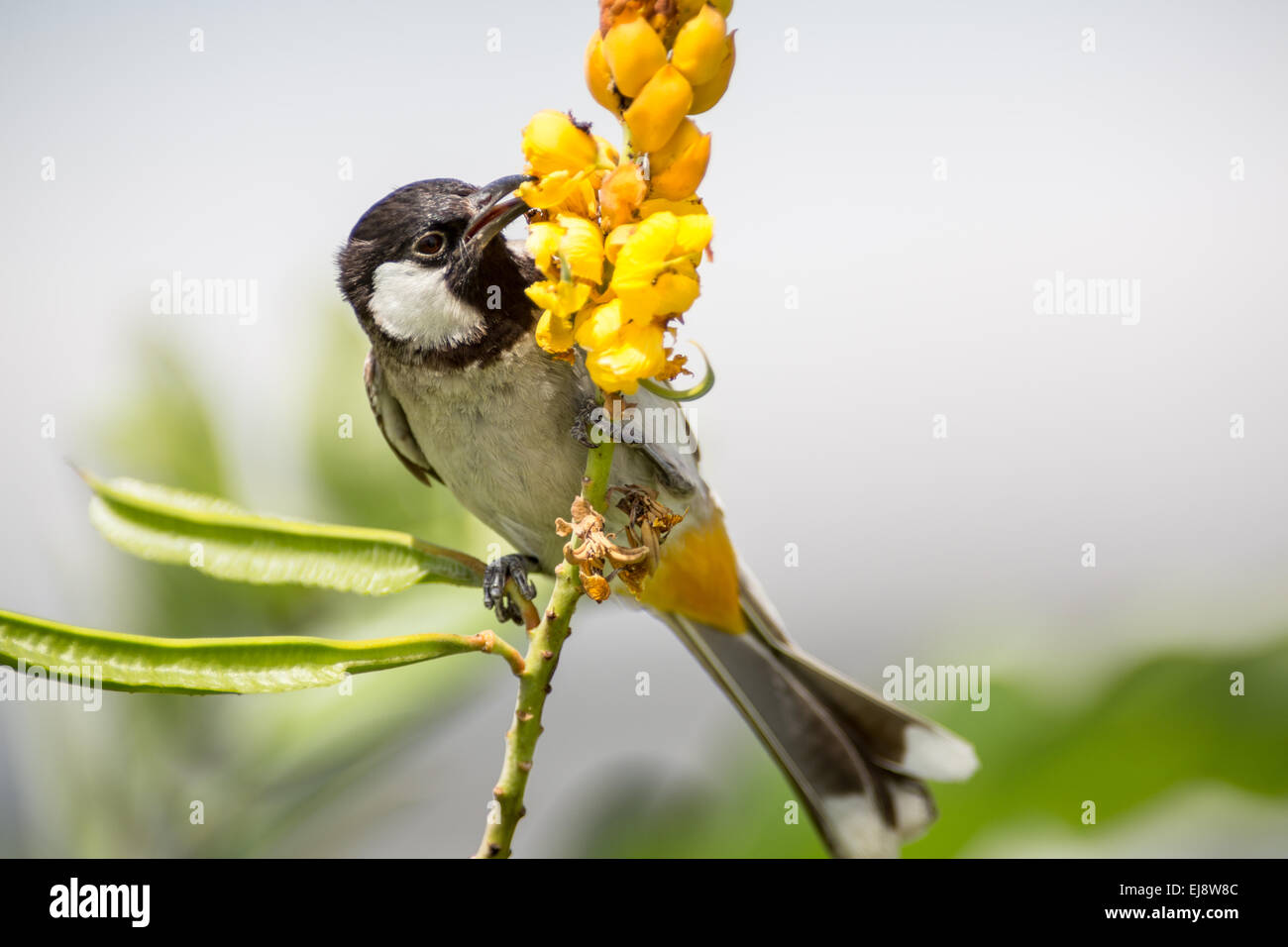 White eared hi-res stock photography and images - Alamy