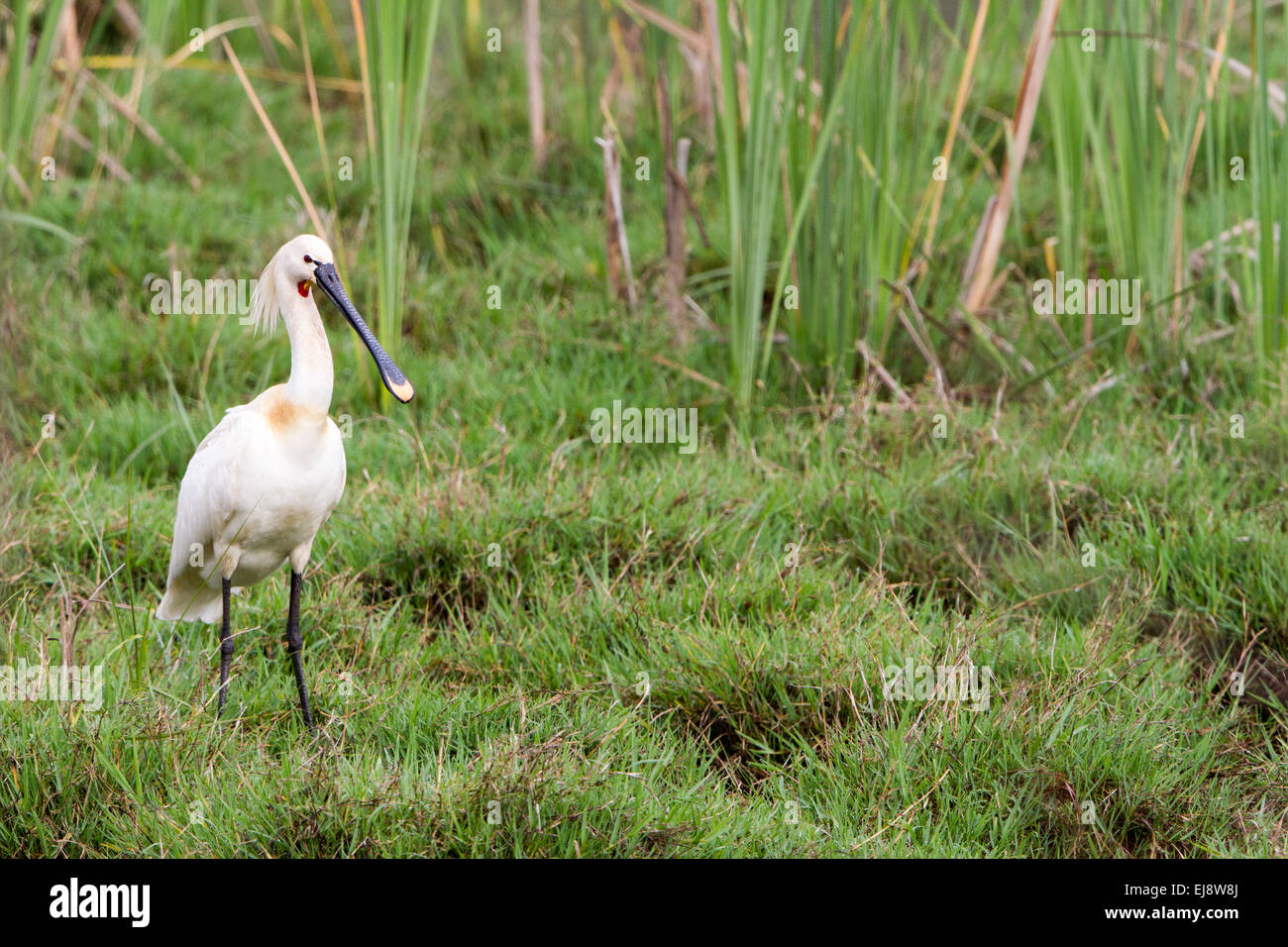 Eurasian Spoonbill High Resolution Stock Photography and Images - Alamy