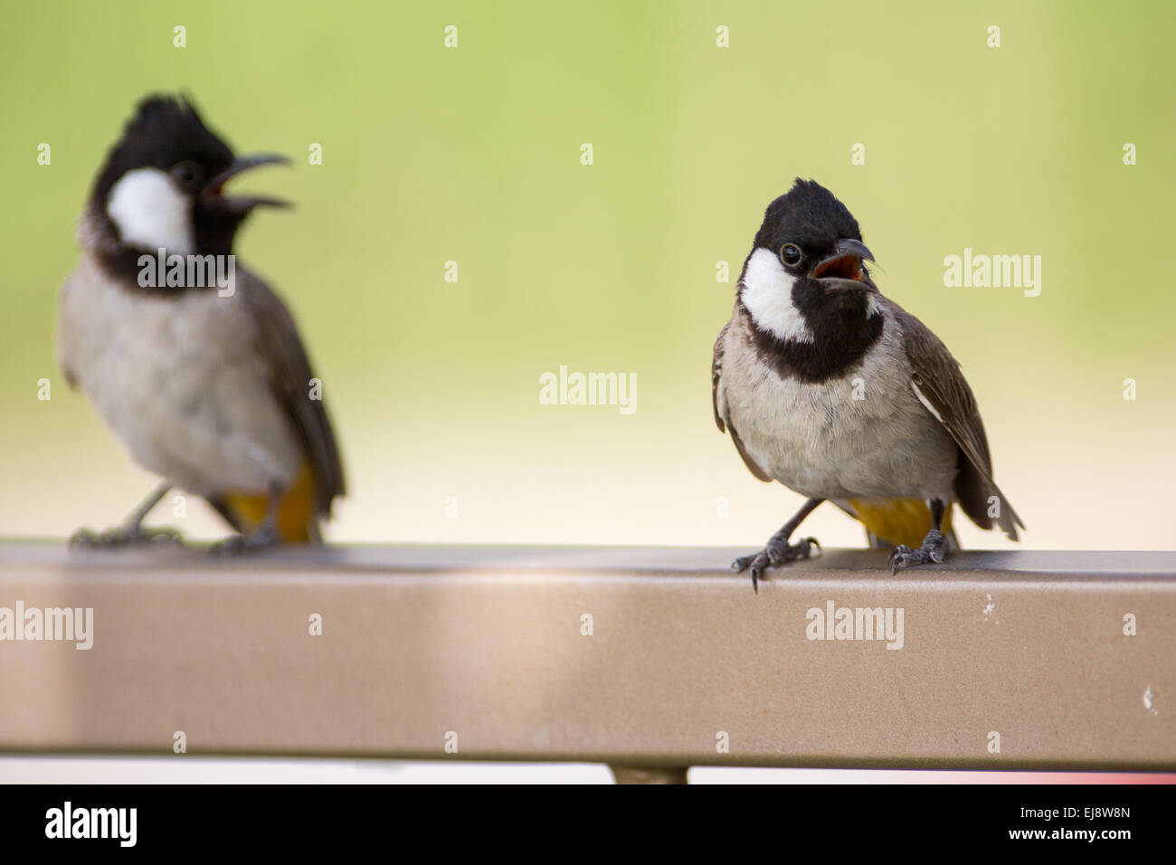 White eared hi-res stock photography and images - Alamy