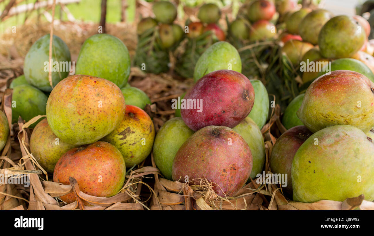 Healthy local fruit hi-res stock photography and images - Alamy