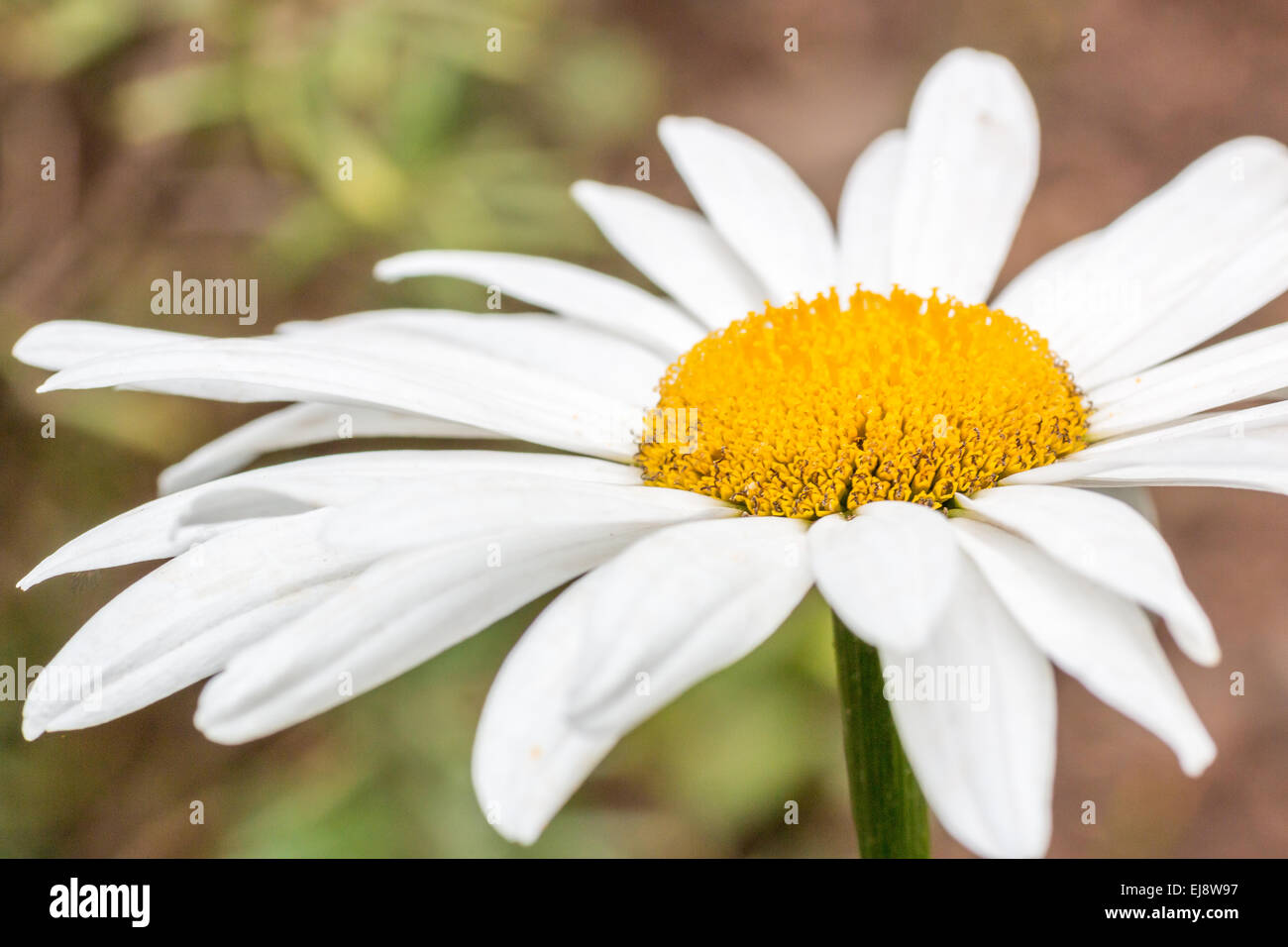 Daisy beautiful hi-res stock photography and images - Alamy