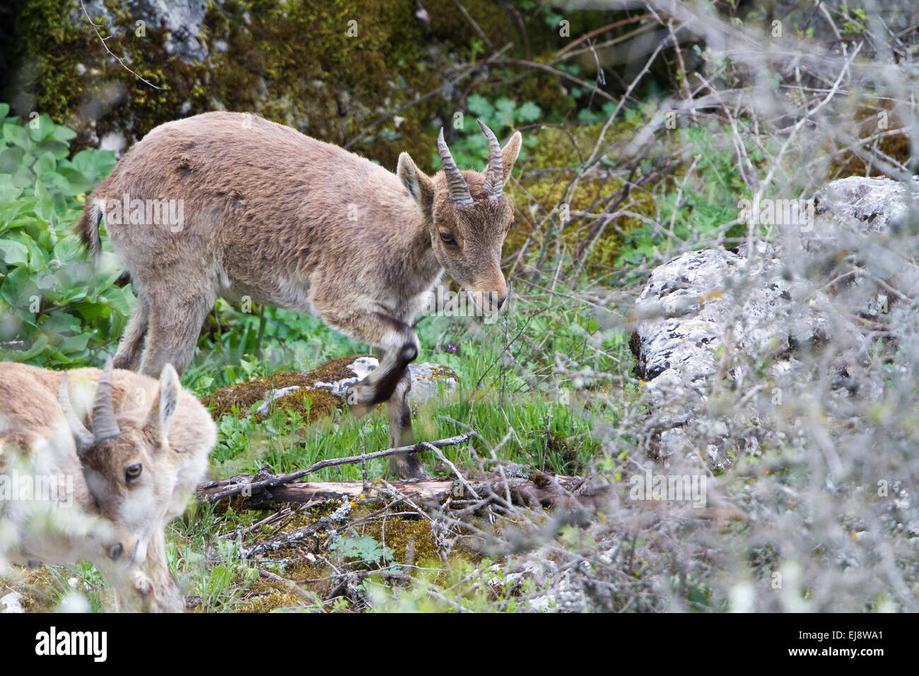 Iberian wild goat hi-res stock photography and images - Alamy