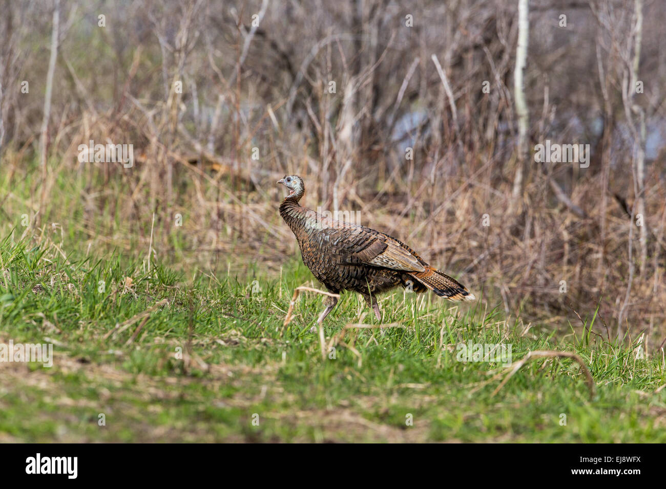 Eastern wild Turkey Stock Photo - Alamy