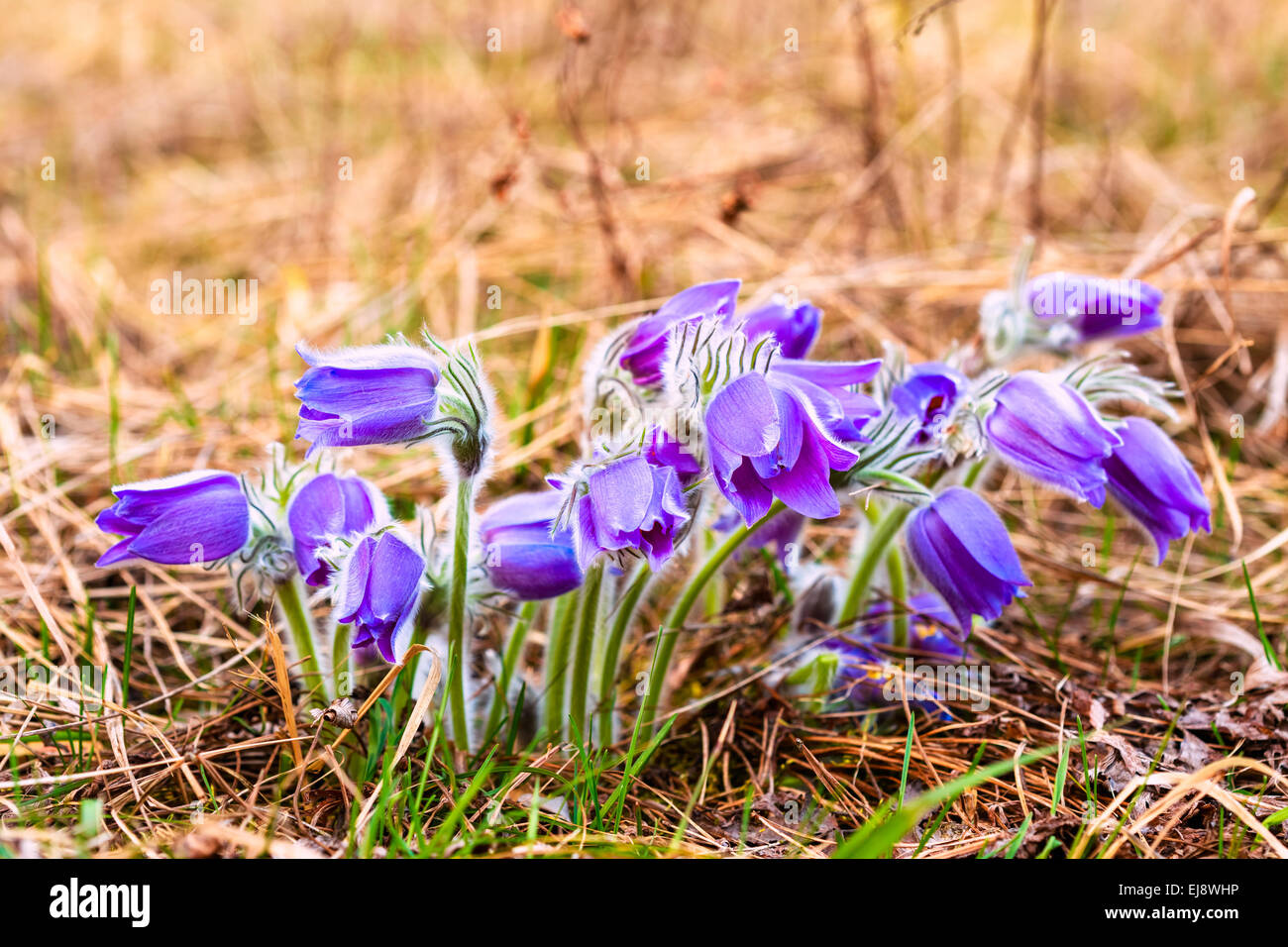 Wild Spring Flowers Pulsatilla Patens. Flowering Plant In Family ...