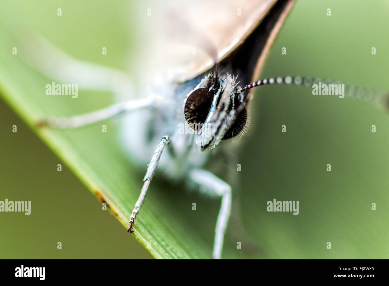 Little insects hi-res stock photography and images - Alamy
