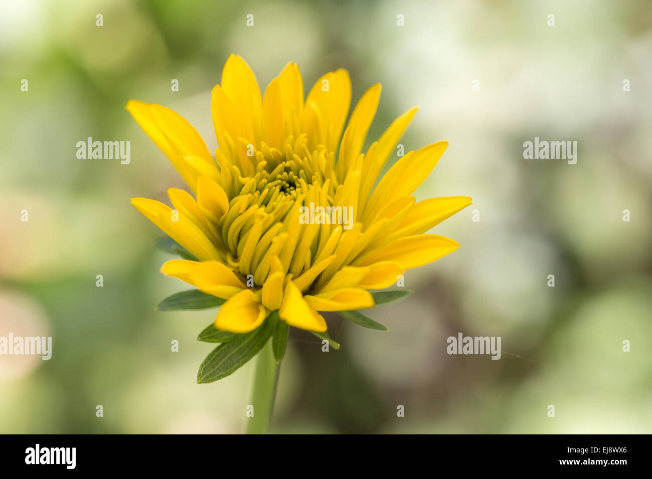 Yellow blooming flower Stock Photo - Alamy