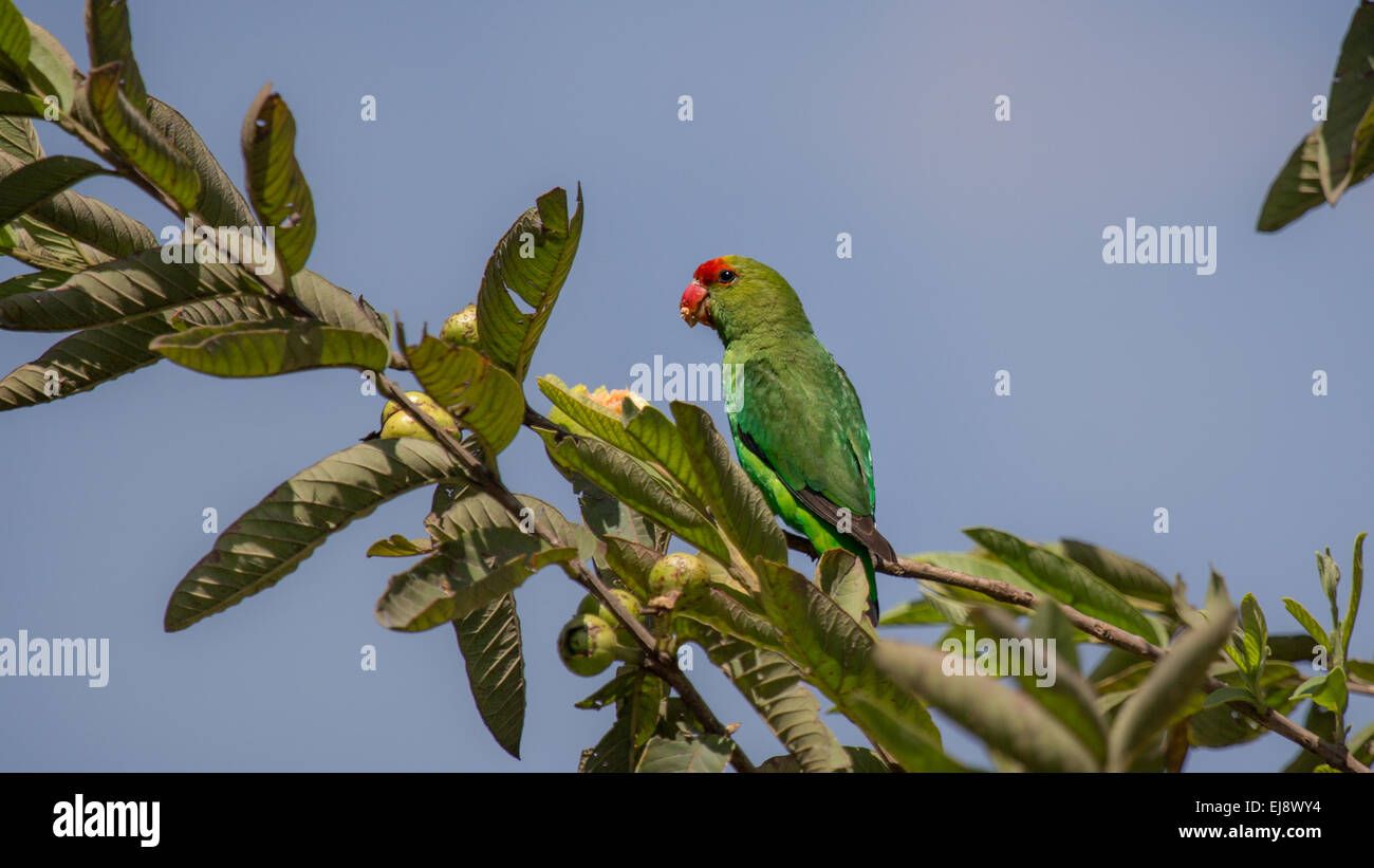 Parrot eating fruit Stock Photo - Alamy