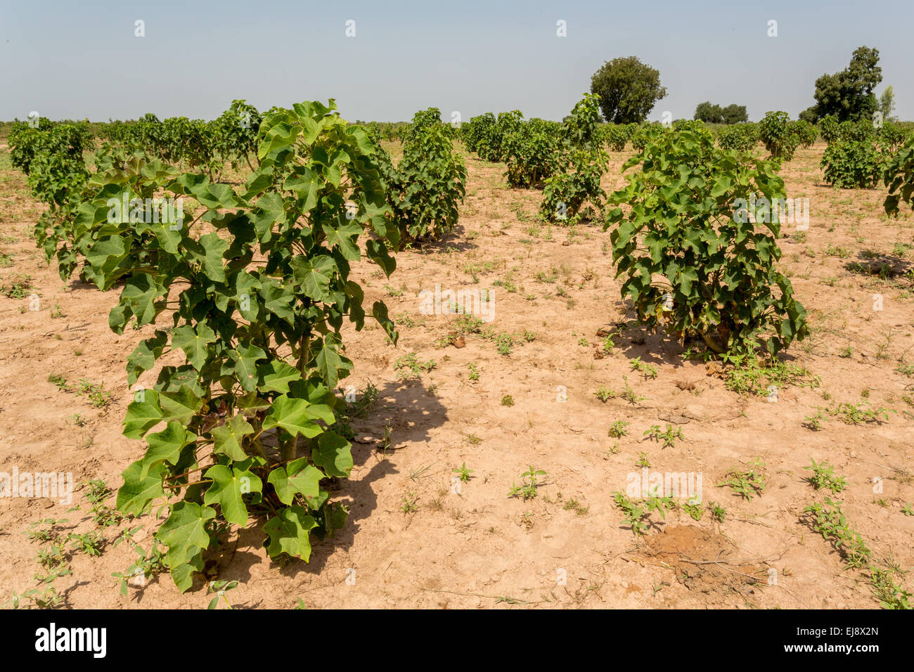 Jatropha hi-res stock photography and images - Alamy